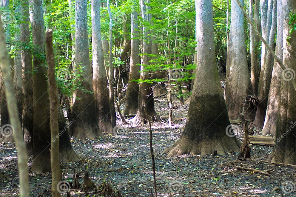 Cyprus trees stock image. Image of trees, cyprus, nature - 92929397