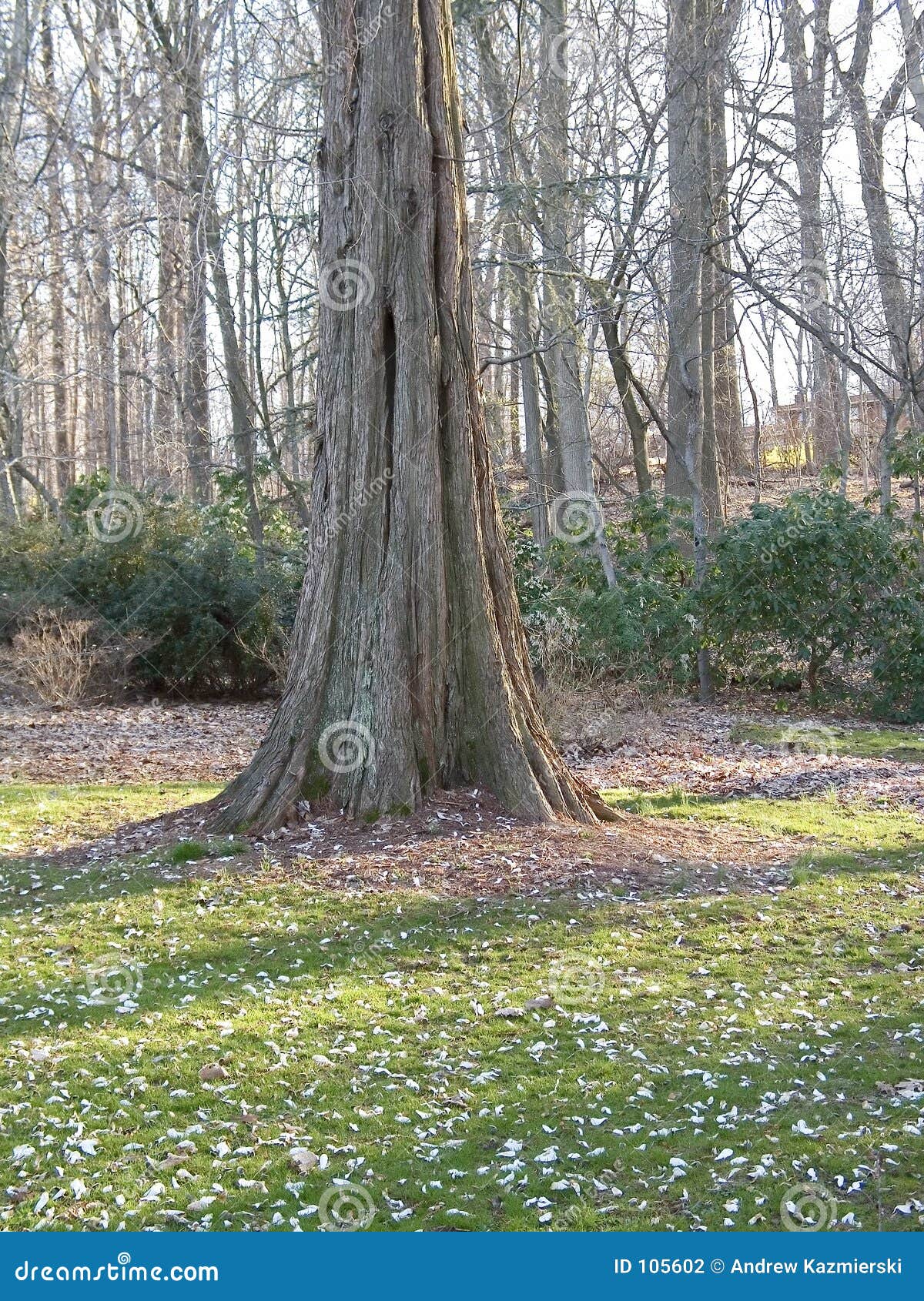 Cyprus Trunk stock photo. Image of trunk, cyprus, petals - 105602
