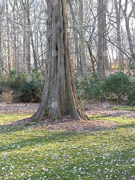 Cyprus Trunk stock photo. Image of trunk, cyprus, petals - 105602