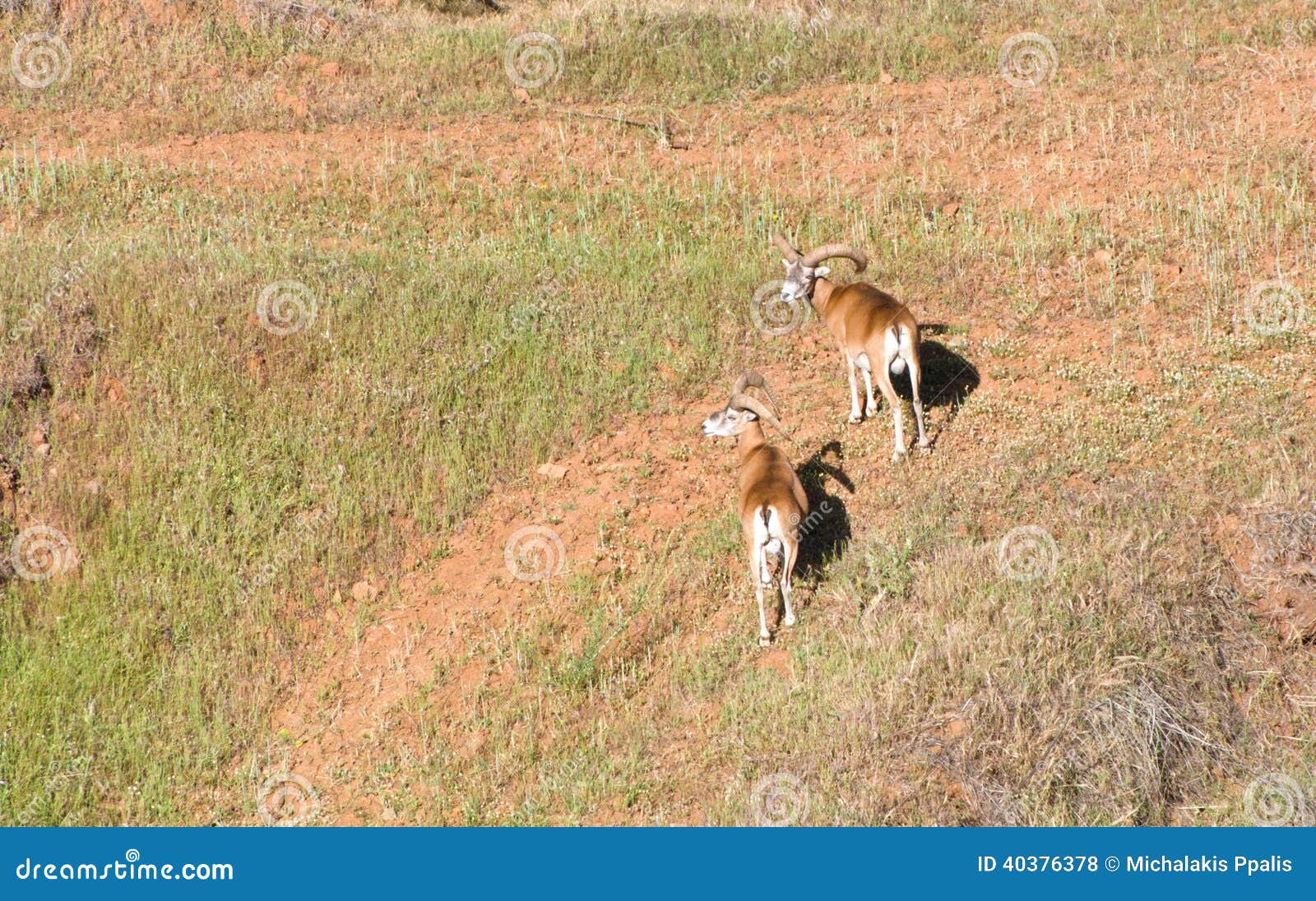 Wild Mouflon Sheep, One Female Grazing On Pasture In Daylight, Green ...