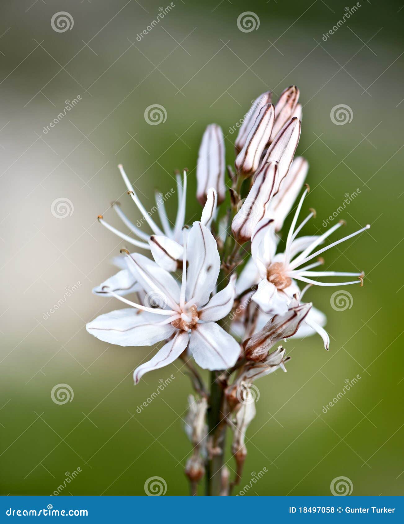 Cyprus Winter Flower stock photo. Image of botany, background - 18497058