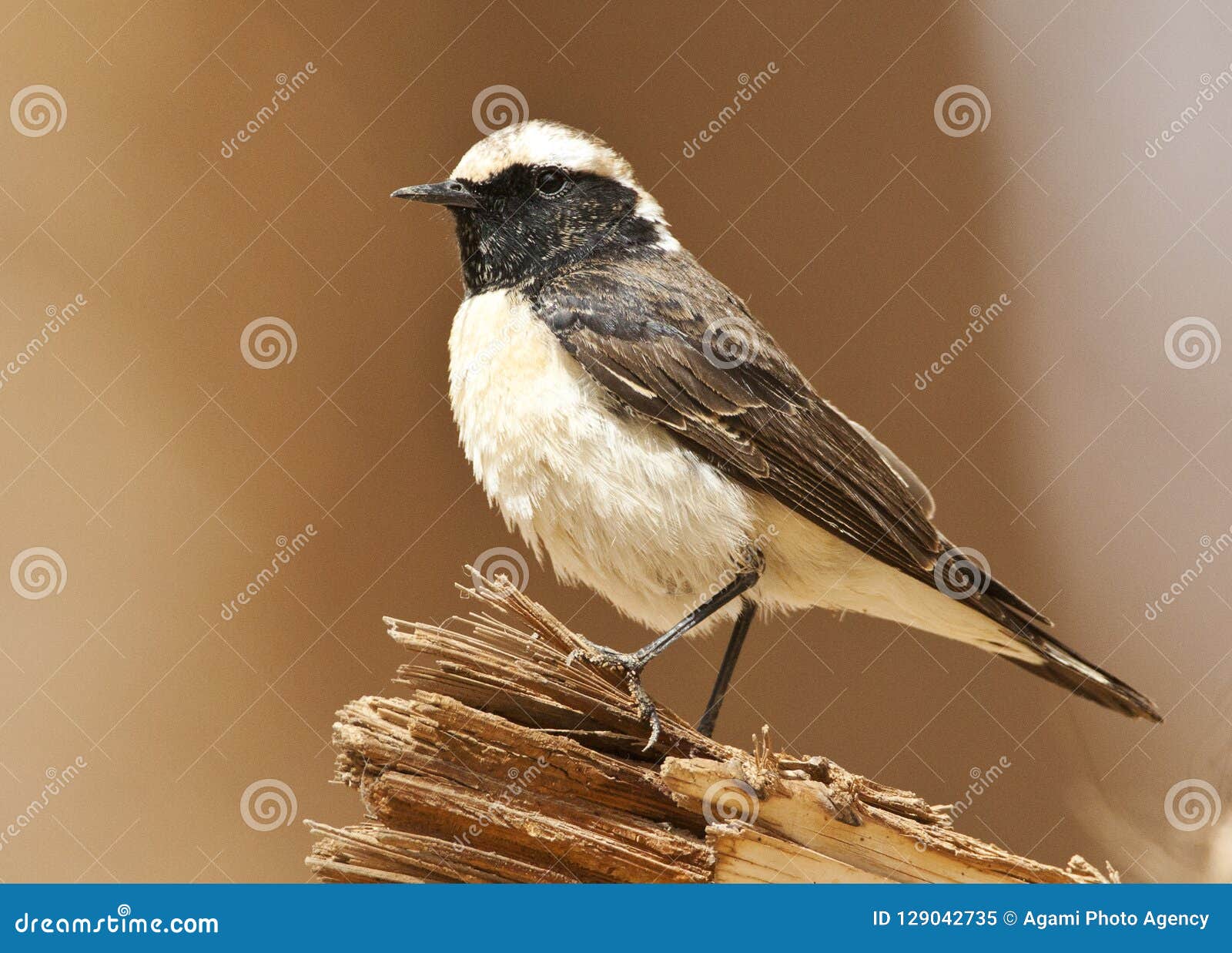 Cyprustapuit, Cyprus Wheatear, Oenanthe Cypriaca Stock Image - Image of ...