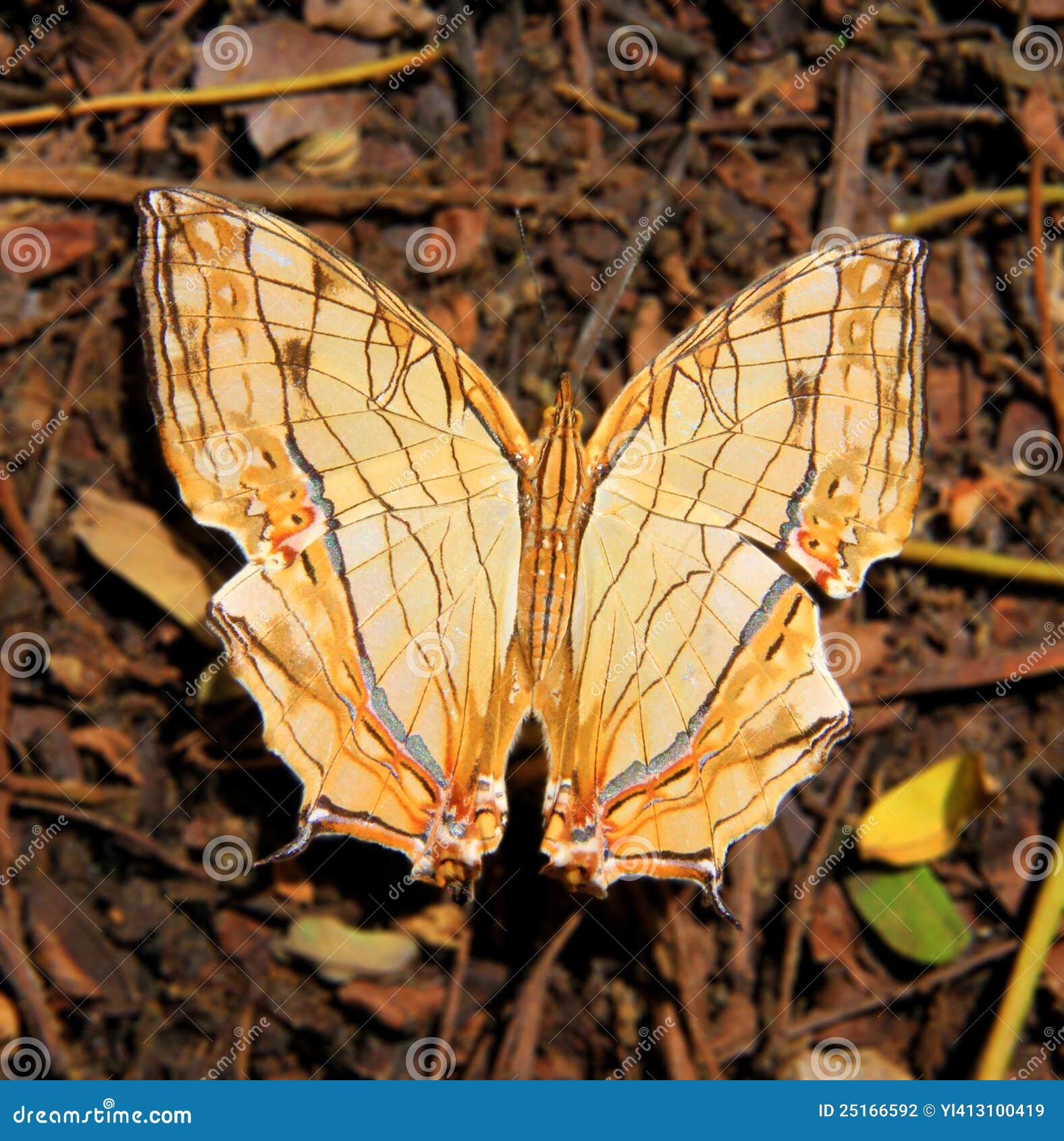 Cyrestis thyodamas stock photo. Image of cyrestis, yellow - 25166592