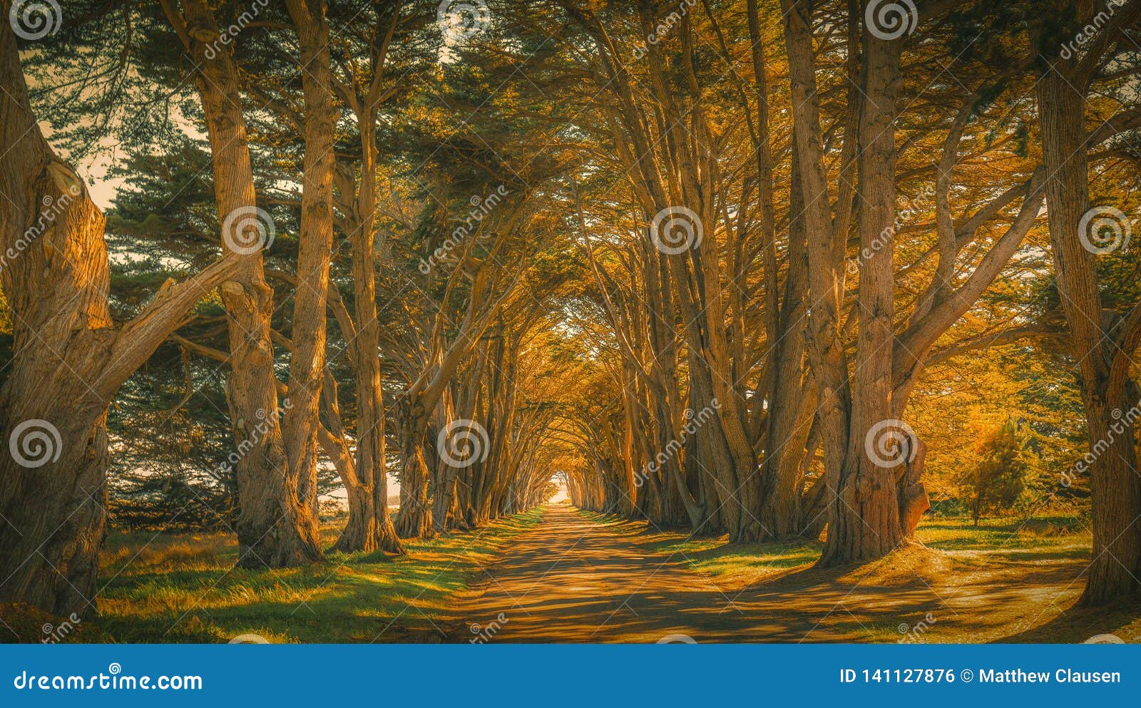 Tree Tunnel, Frangipani Tree, .tree-filled Pathway Stock Photo ...