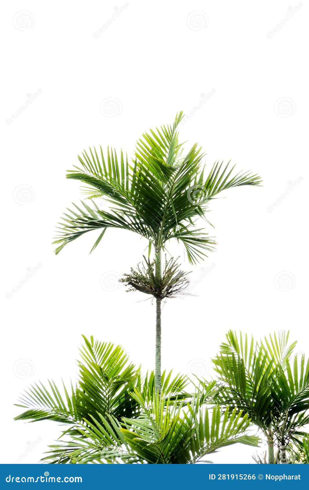 Cyrtostachys Renda Tree on White Background Stock Photo - Image of ...