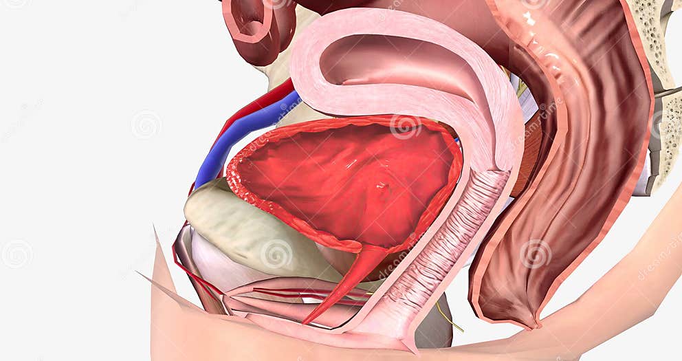 A Cystocele Is Also Known As A Bladder Prolapse A Fallen Bladder A