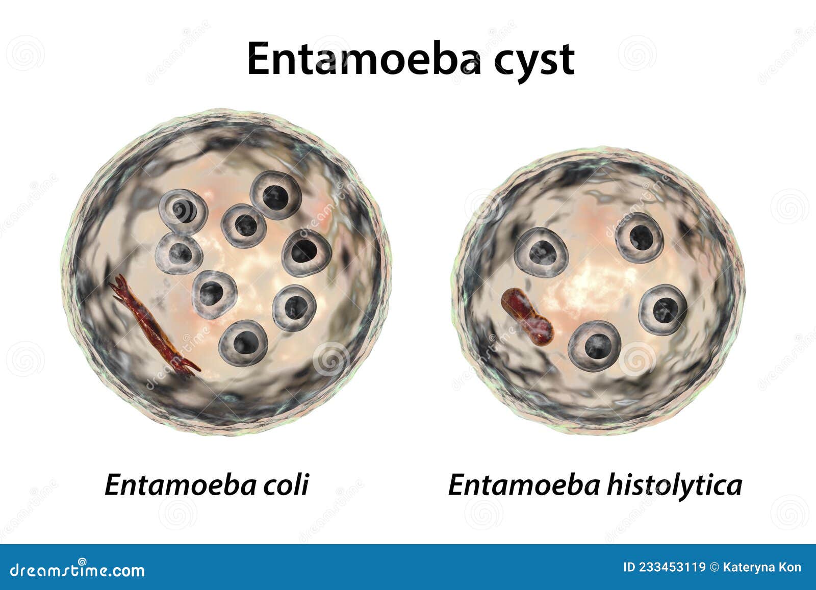 Cysts of Entamoeba Protozoan, 3D Illustration Stock Illustration ...