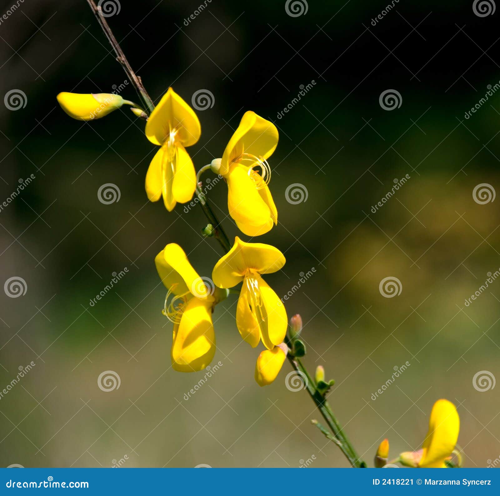 Cytisus Scoparius / Scotch Broom Stock Image - Image of spring, nature ...