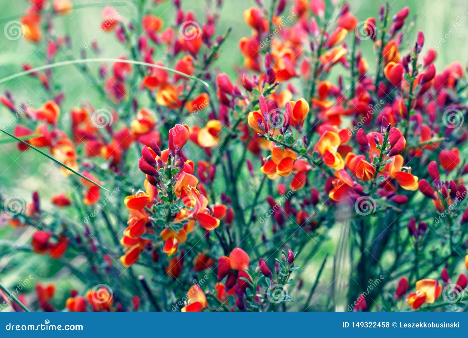 Cytisus Scoparius Spring Blooming Bush Stock Photo - Image of cytisus ... Cytisus Scoparius Spring Blooming Bush Stock Photo - Image of cytisus ...