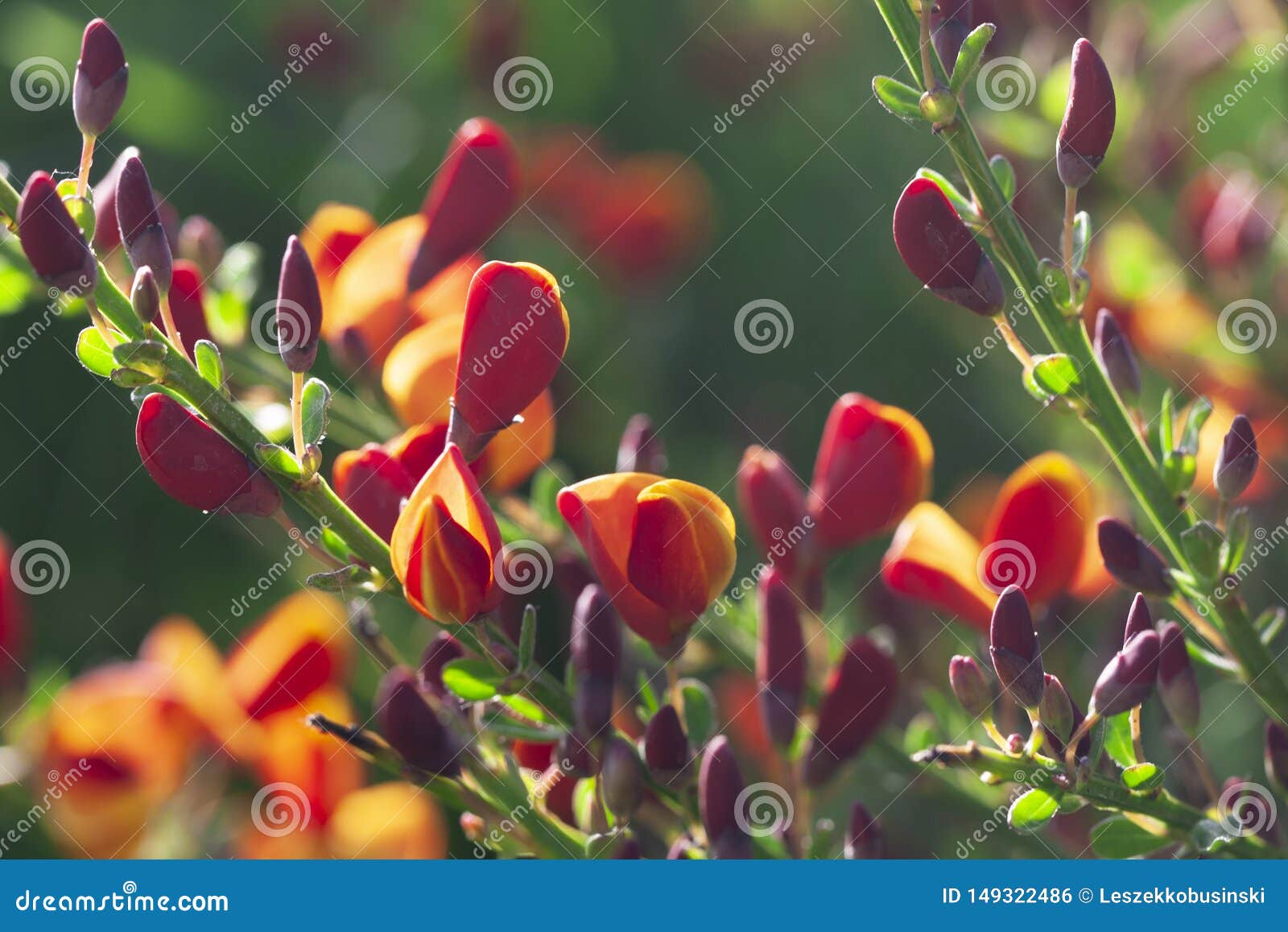 Cytisus Scoparius Spring Blooming Bush Stock Photo - Image of redyellow ... Cytisus Scoparius Spring Blooming Bush Stock Photo - Image of redyellow ...