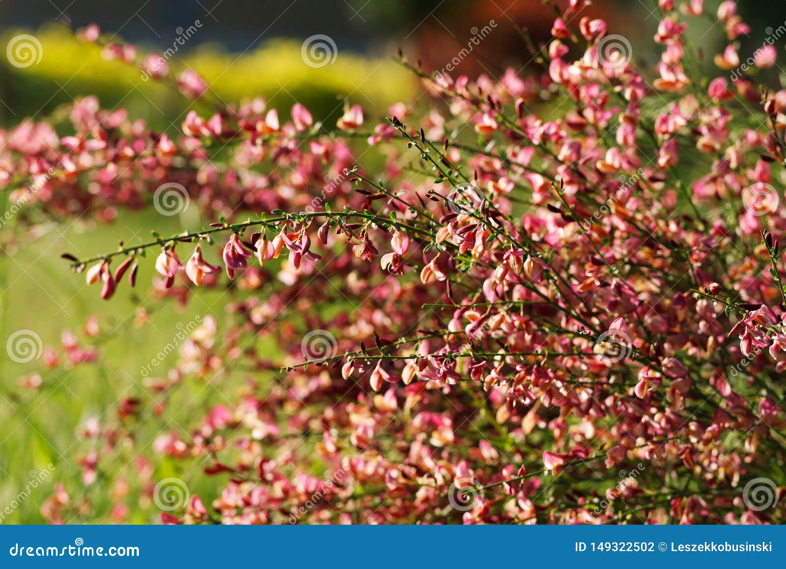 Cytisus Scoparius Spring Blooming Bush Stock Photo - Image of basket ... Cytisus Scoparius Spring Blooming Bush Stock Photo - Image of basket ...