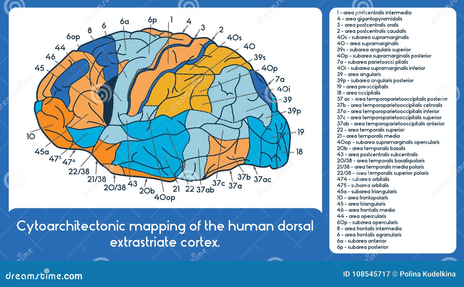 Cytoarchitectonic Mapping of the Human Dorsal Extrastriate Cortex ...