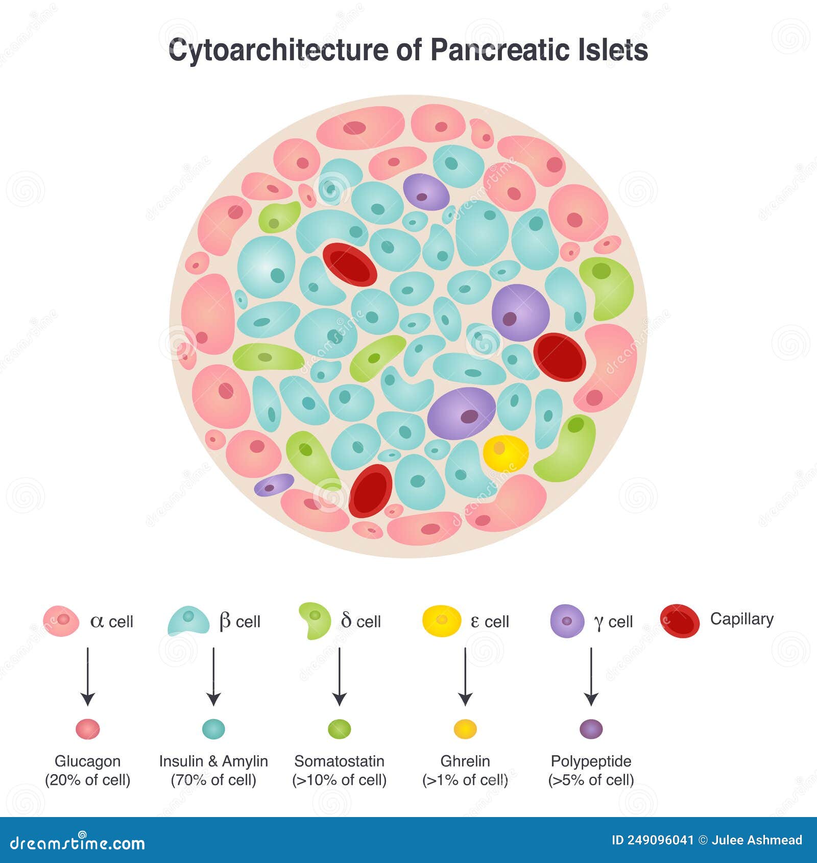 Cytoarchitecture of Pancreatic Islet Stock Vector - Illustration of ...
