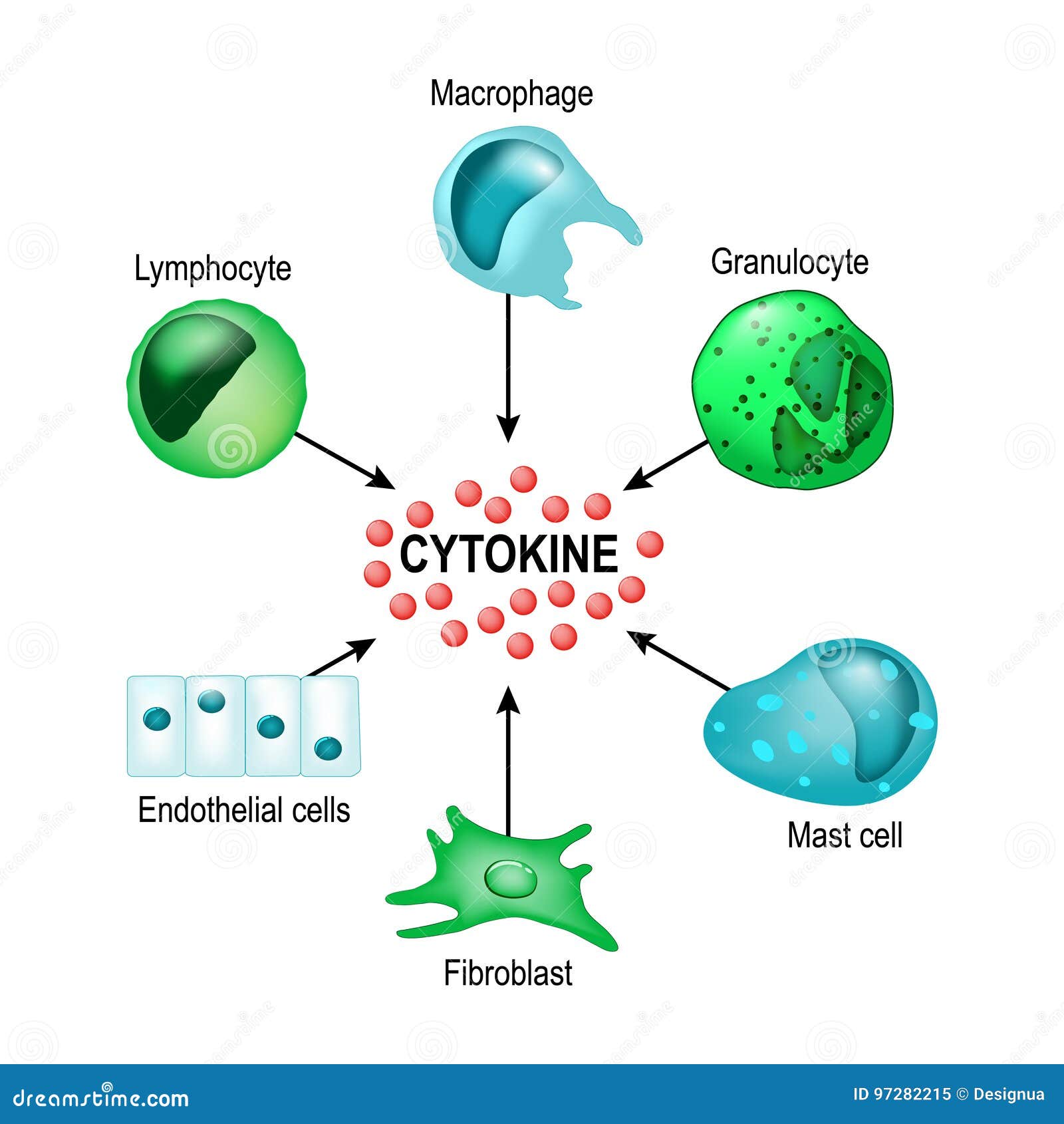 Cytokine Concepto Del Vector Ilustración del Vector - Ilustración de ...