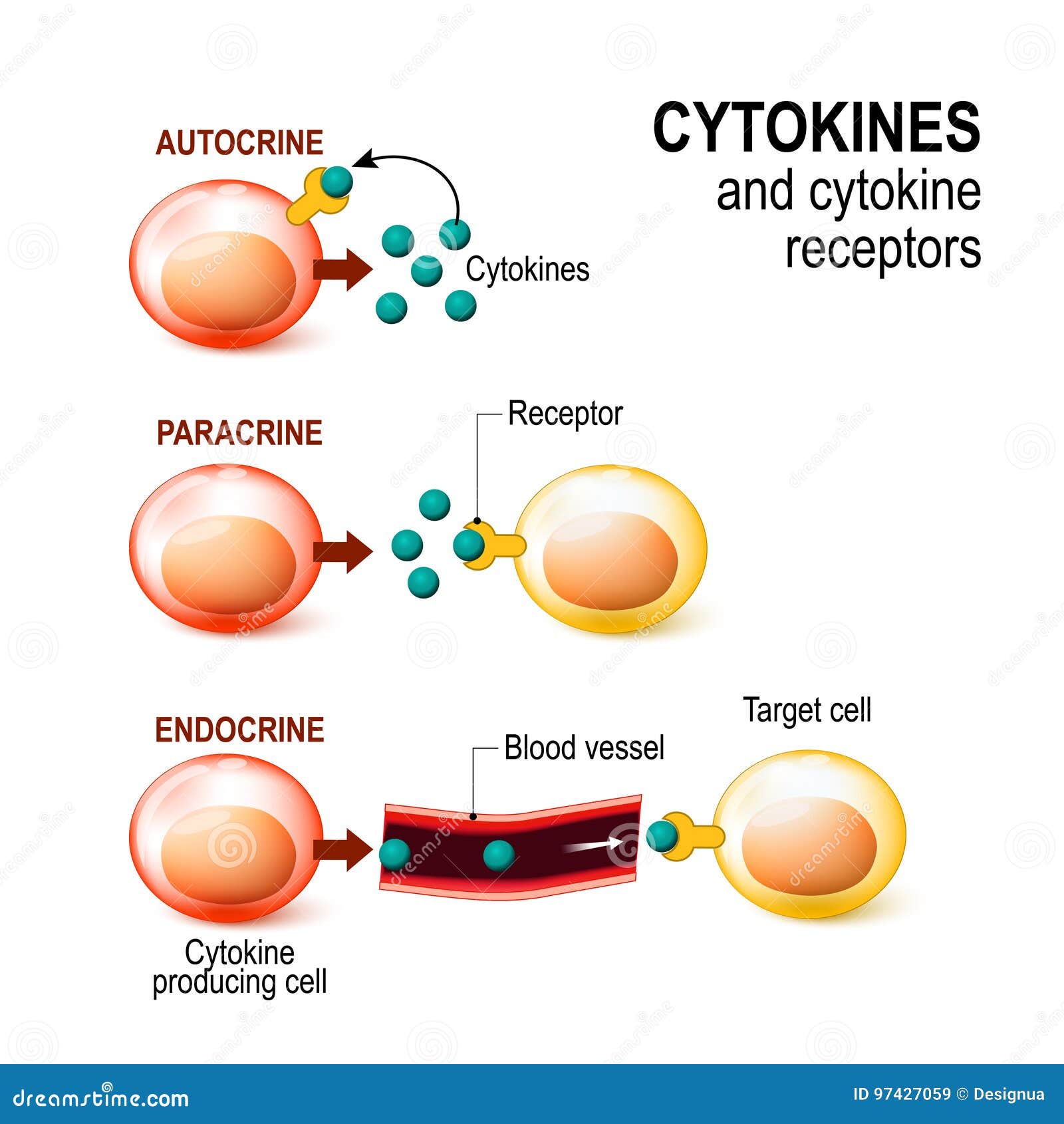 Cytokine Receptor. Signal Transduction between Cells Stock Vector ... Cytokine Receptor. Signal Transduction between Cells Stock Vector ...