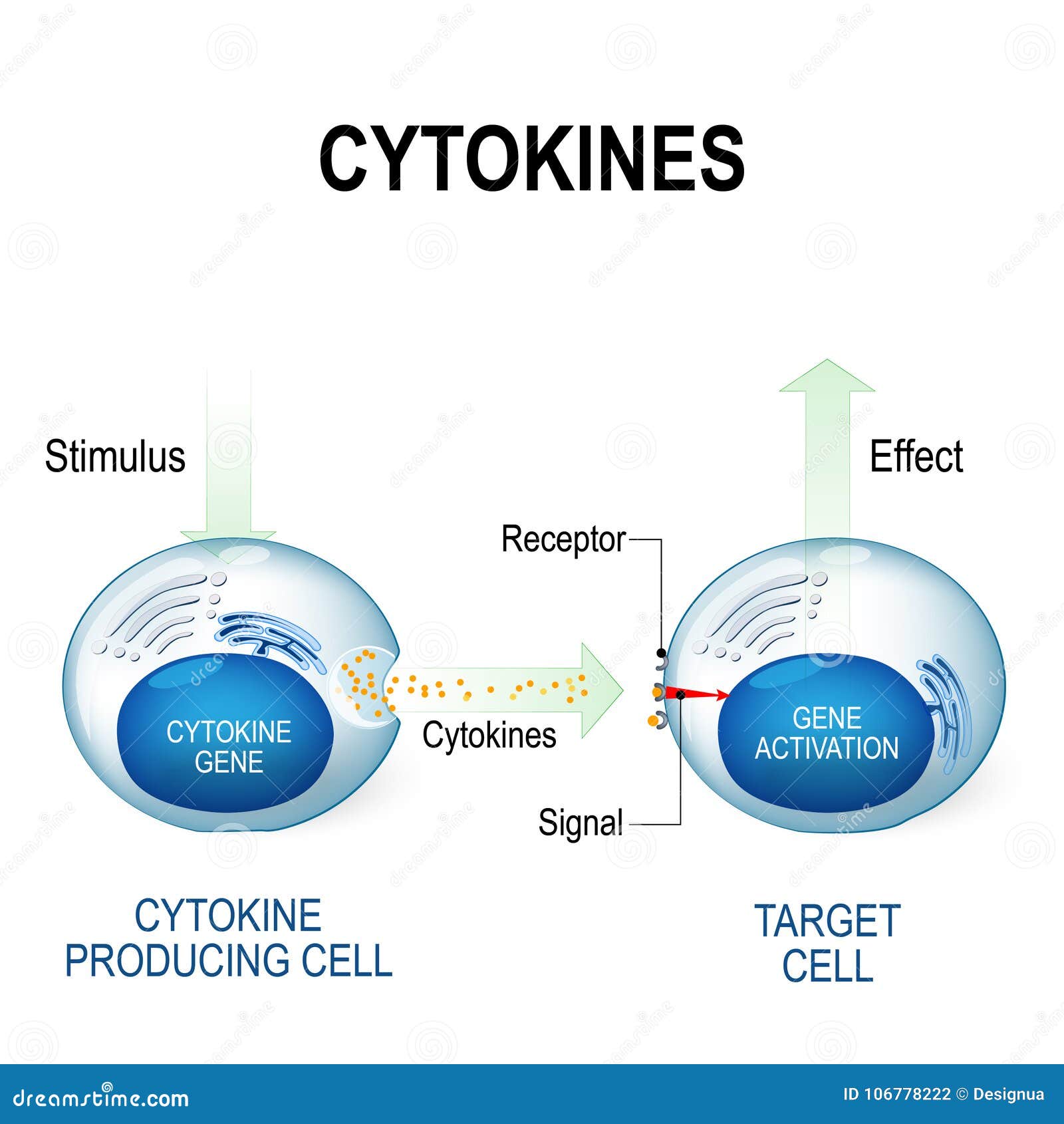 Cytokines Cartoons, Illustrations & Vector Stock Images - 374 Pictures ... Cytokines Cartoons, Illustrations & Vector Stock Images - 374 Pictures ...