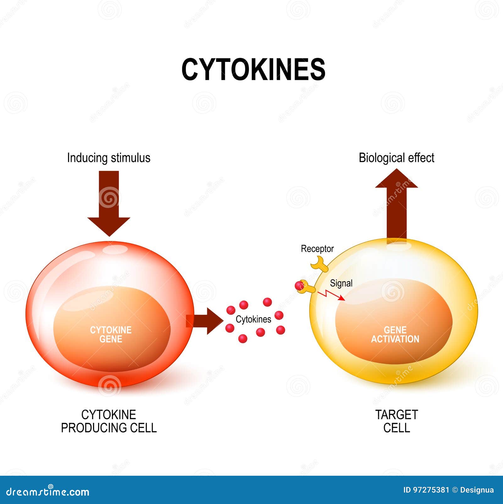 Cytokines Cartoons, Illustrations & Vector Stock Images - 374 Pictures ... Cytokines Cartoons, Illustrations & Vector Stock Images - 374 Pictures ...