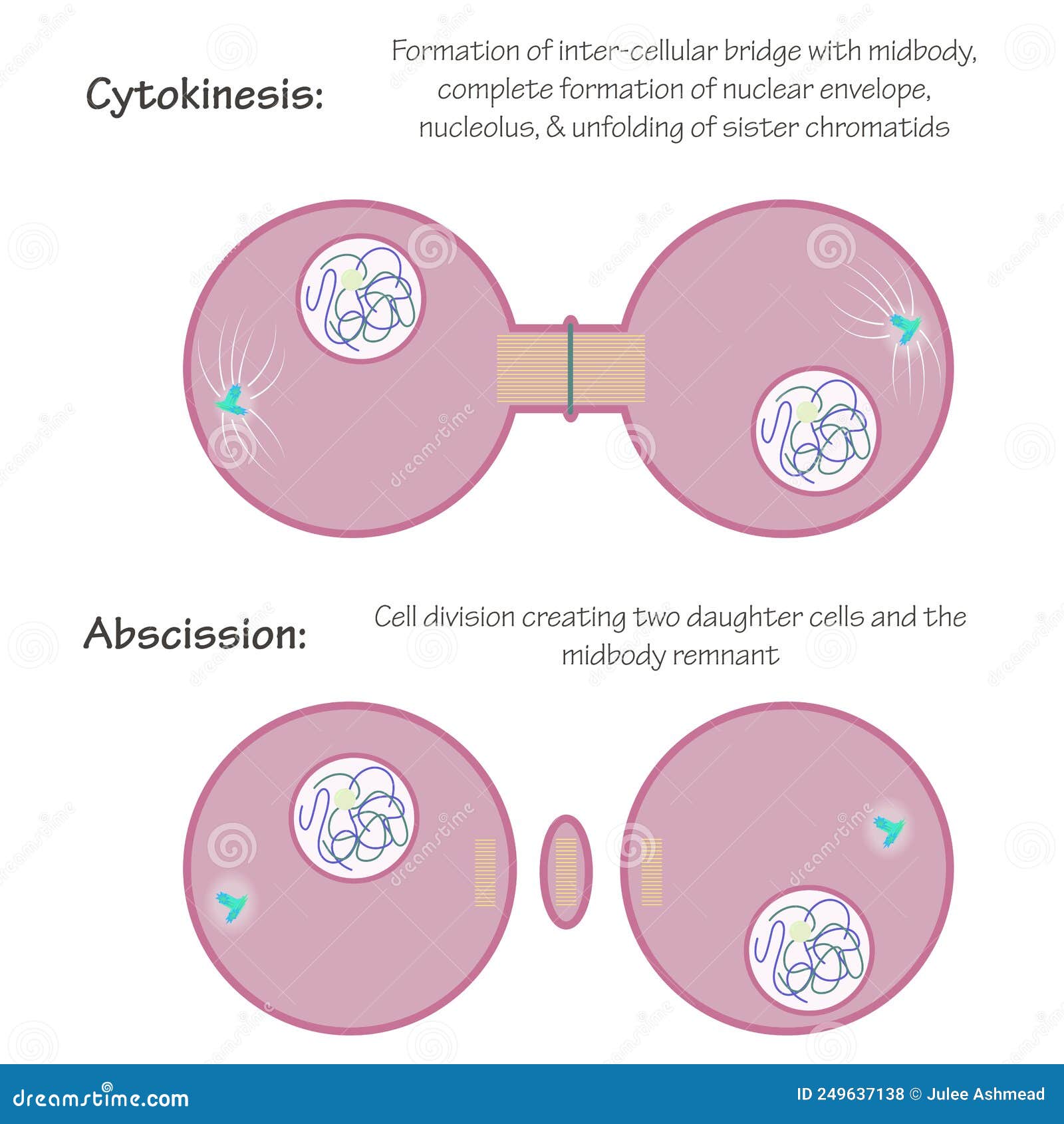 Cytokinesis Cartoons, Illustrations & Vector Stock Images - 268 ...