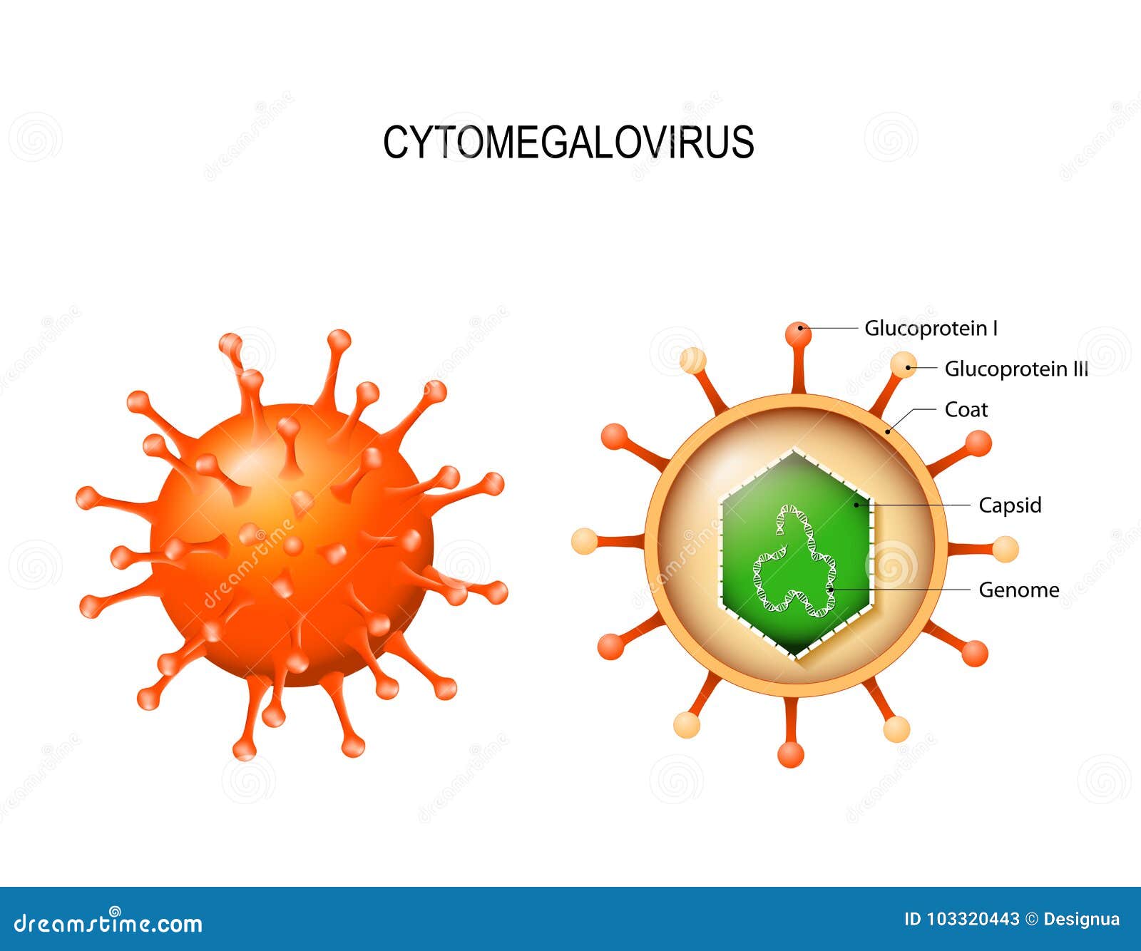 CYTOMEGALOVIRUS Struktur Des Virion Vektor Abbildung - Illustration von ... CYTOMEGALOVIRUS Struktur Des Virion Vektor Abbildung - Illustration von ...