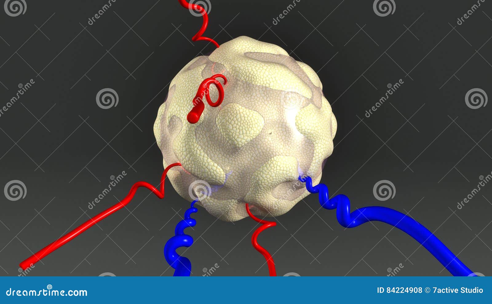Placenta Maternal Surface And Fetal Surface. Biology Of The Human ...