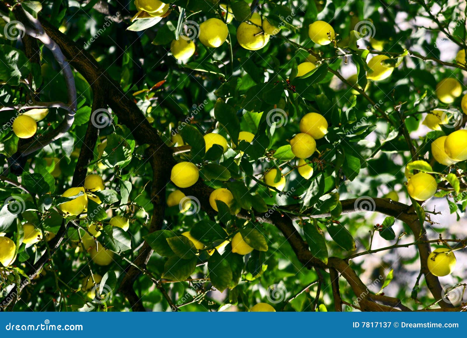 Cytryny drzewne obraz stock. Obraz złożonej z vite, drzewo - 7817137