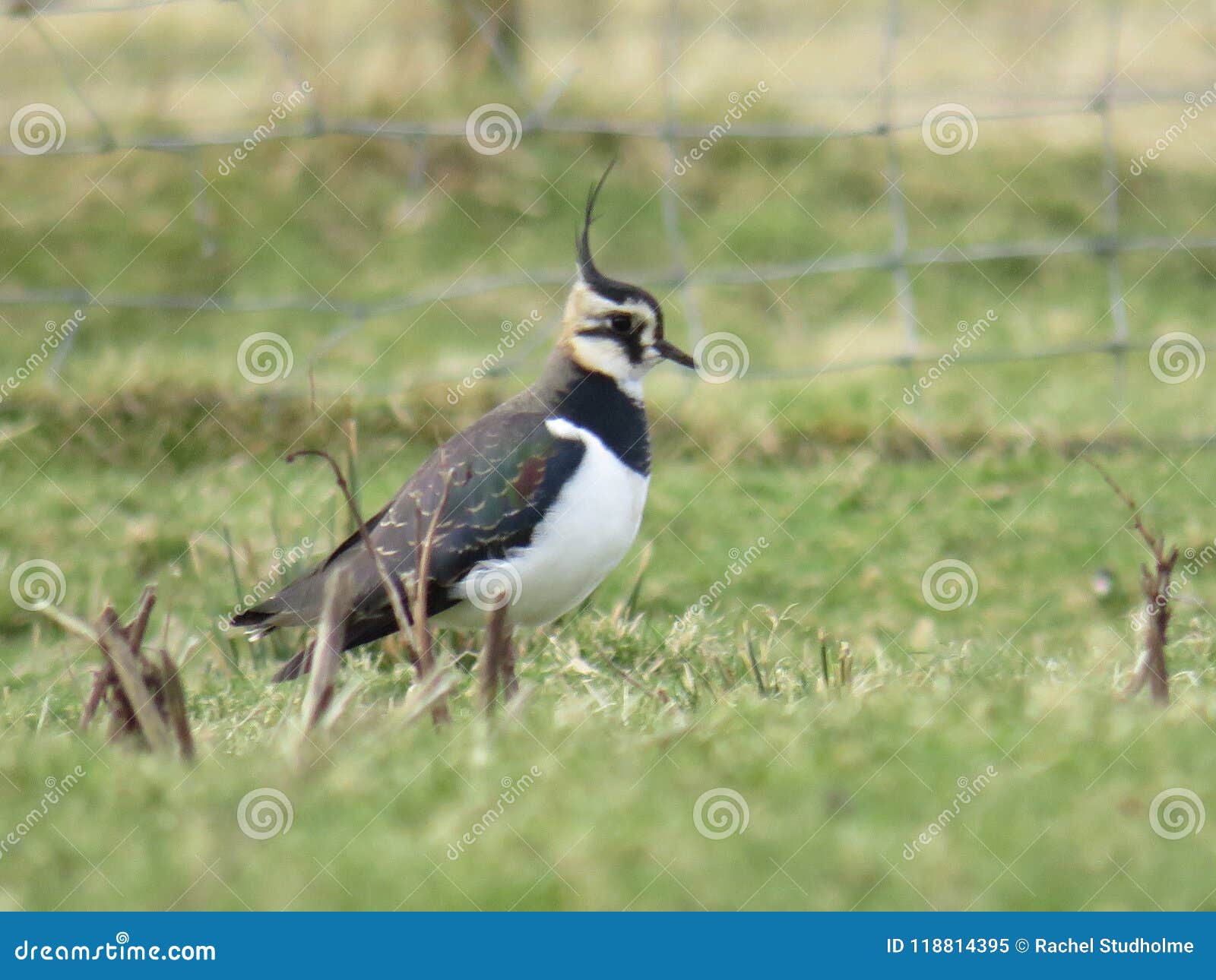 Czajka obraz stock. Obraz złożonej z fielder, natura - 118814395