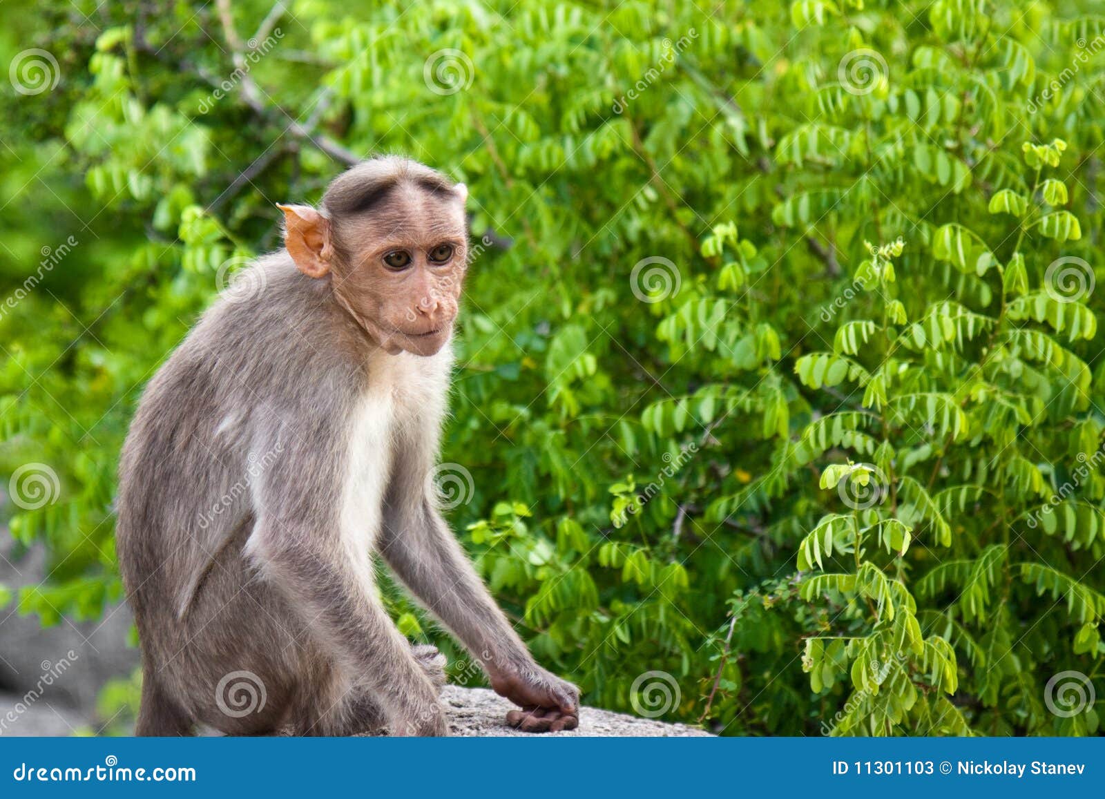 Czapeczki makaka kamień obraz stock. Obraz złożonej z czapeczka - 11301103