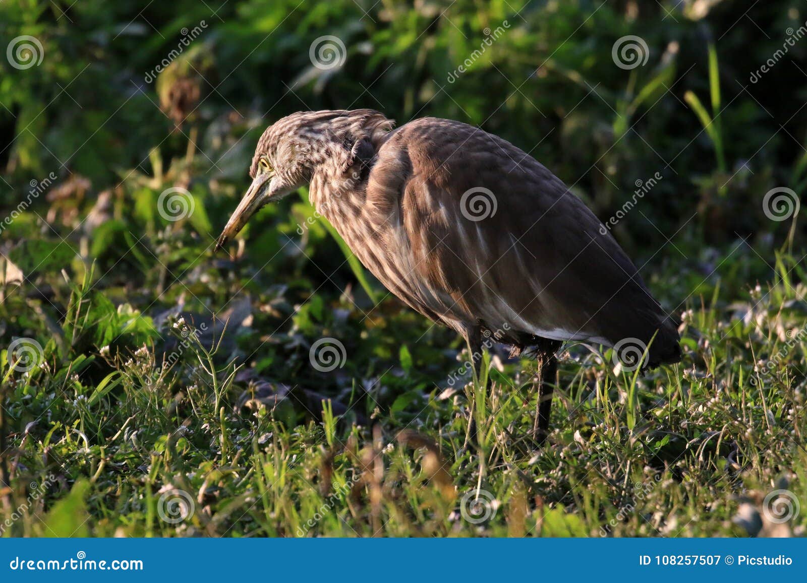Czapla obraz stock. Obraz złożonej z ptak, czapla, strzał - 108257507