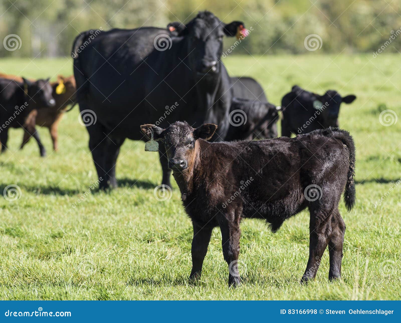 Czarna Angus łydka i krowa zdjęcie stock. Obraz złożonej z łydka - 83166998