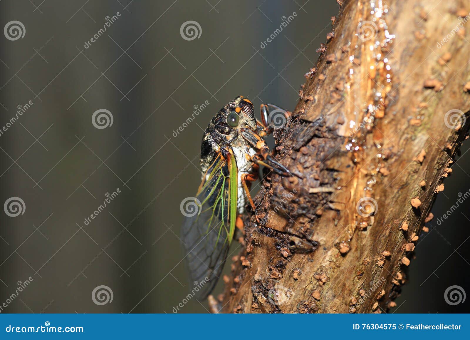 Czarna cykada obraz stock. Obraz złożonej z lato, cykada - 76304575