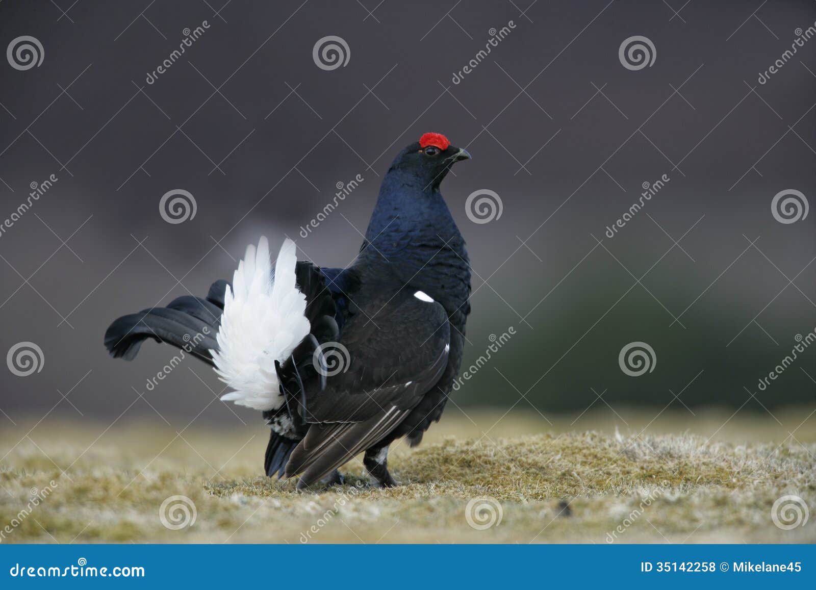 Czarna Pardwa, Tetrao Tetrix Zdjęcie Stock - Obraz złożonej z natura ...