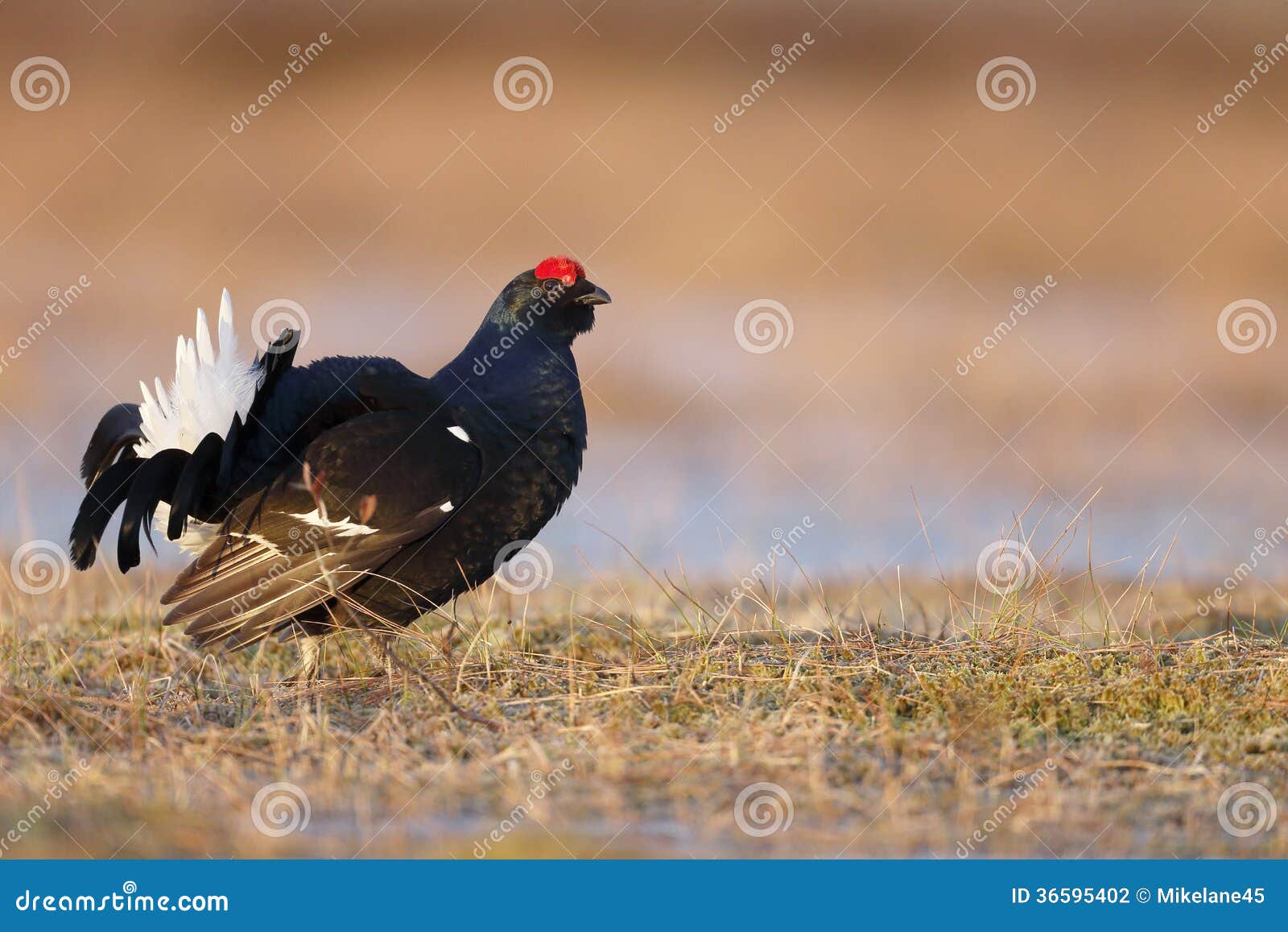 Czarna Pardwa, Tetrao Tetrix Zdjęcie Stock - Obraz złożonej z brytania ...