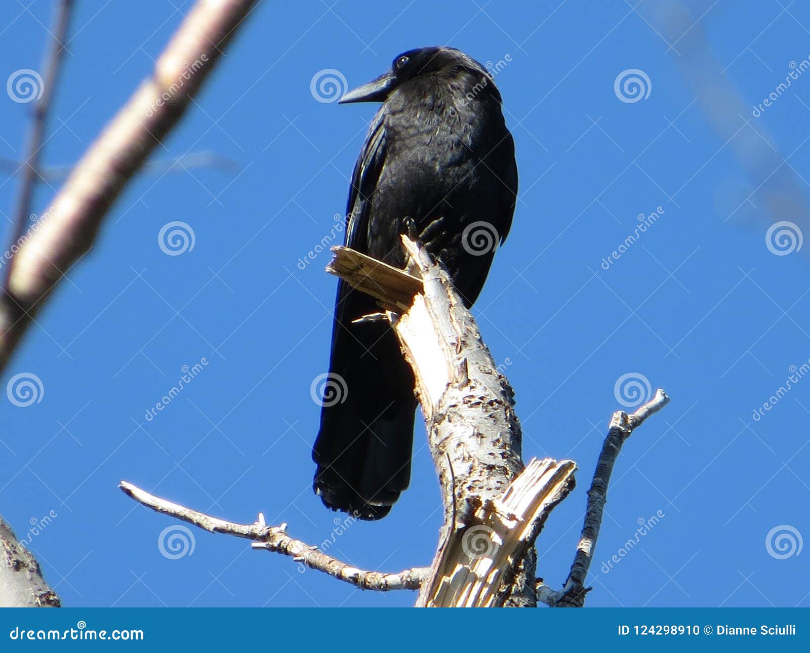 Czarna wrona zdjęcie stock. Obraz złożonej z ptak, skrzydła - 124298910