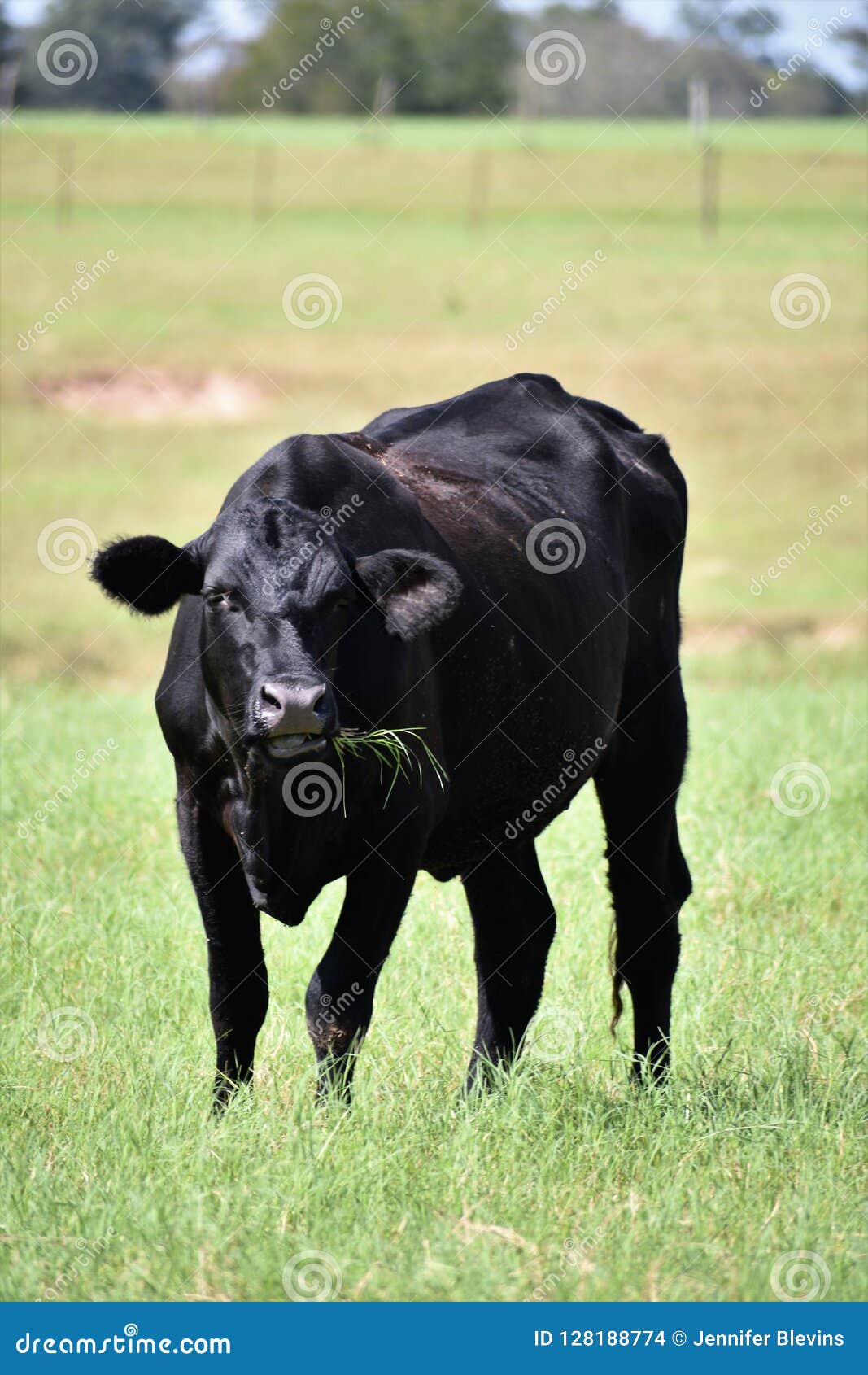 Czarny Angus krowy portret zdjęcie stock. Obraz złożonej z natura ...