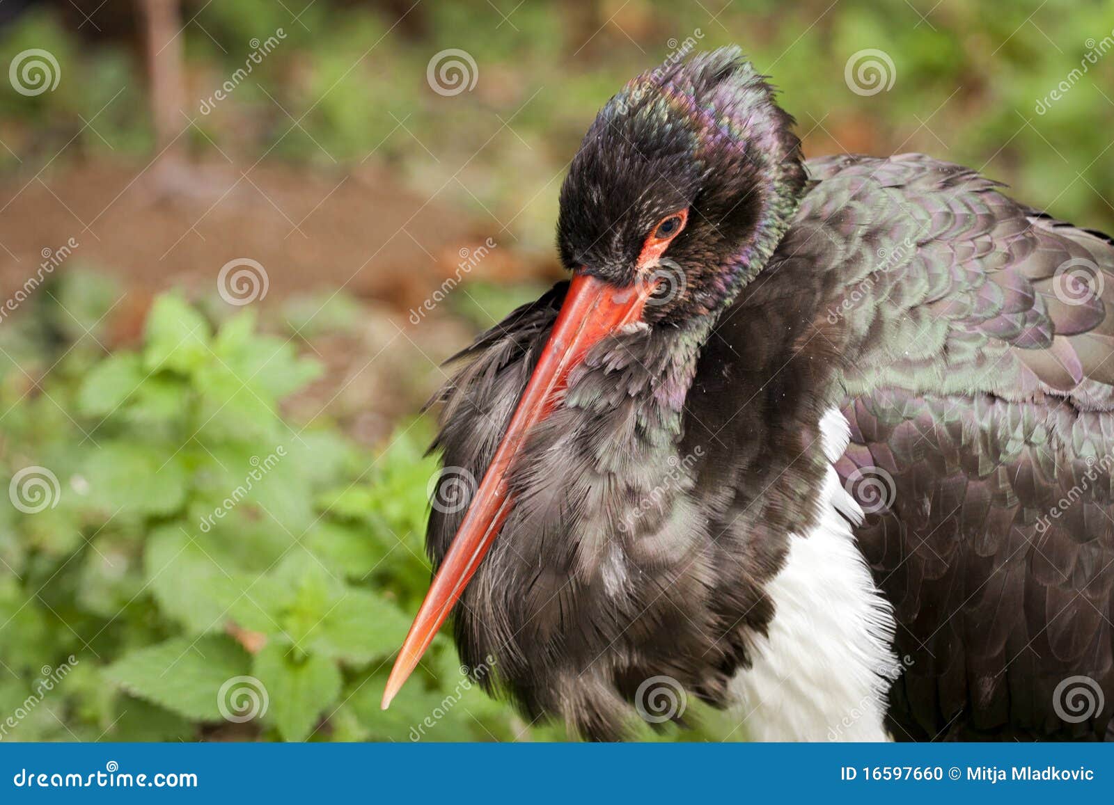 Czarny bocian zdjęcie stock. Obraz złożonej z greenbacks - 16597660