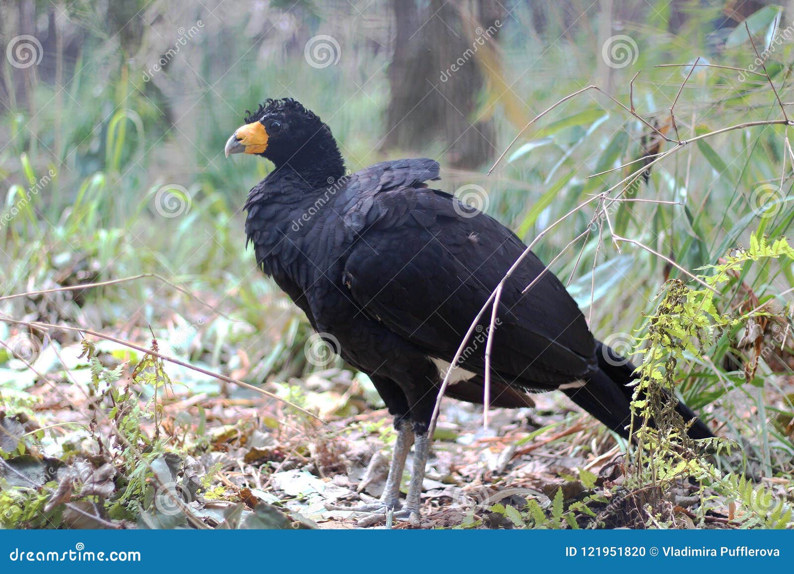 Czarny Curassow Crax Alector Zdjęcie Stock - Obraz złożonej z ziemny ...