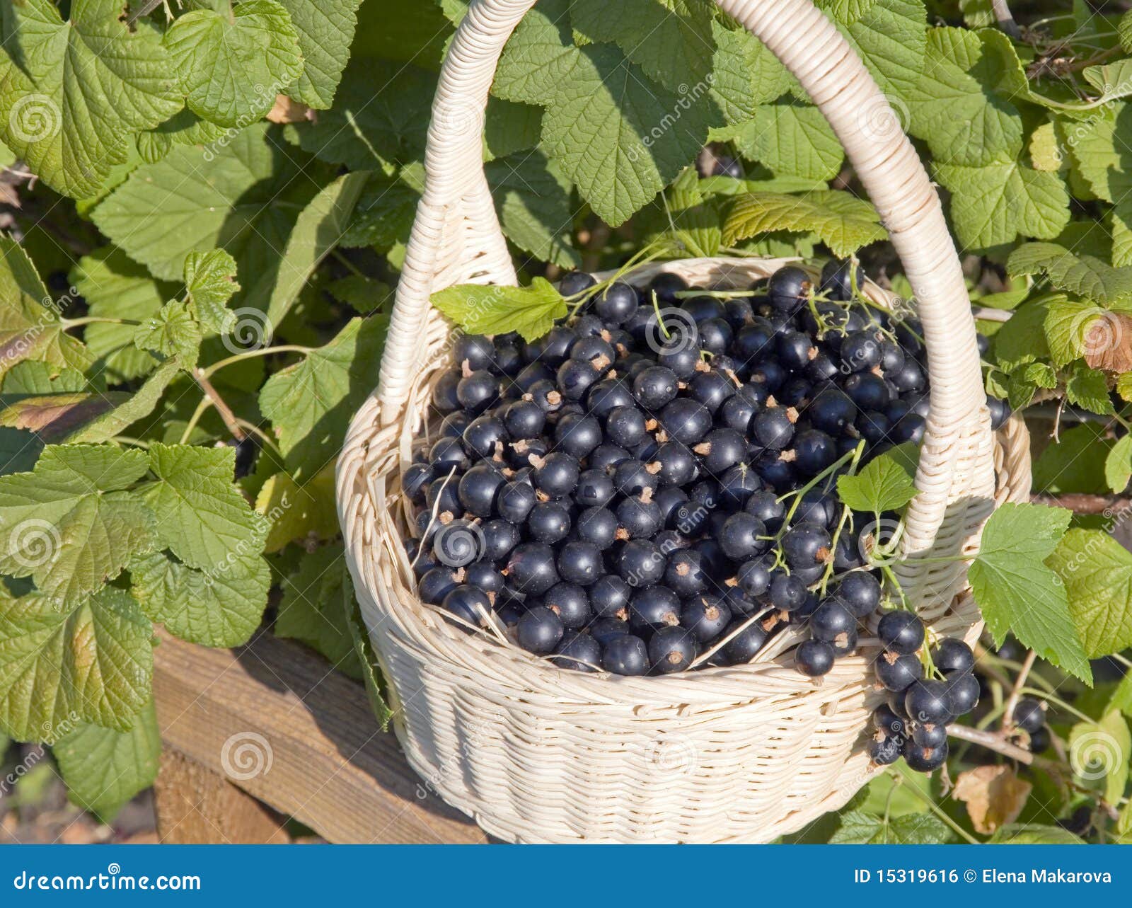 Czarny kosza rodzynek zdjęcie stock. Obraz złożonej z czerń - 15319616