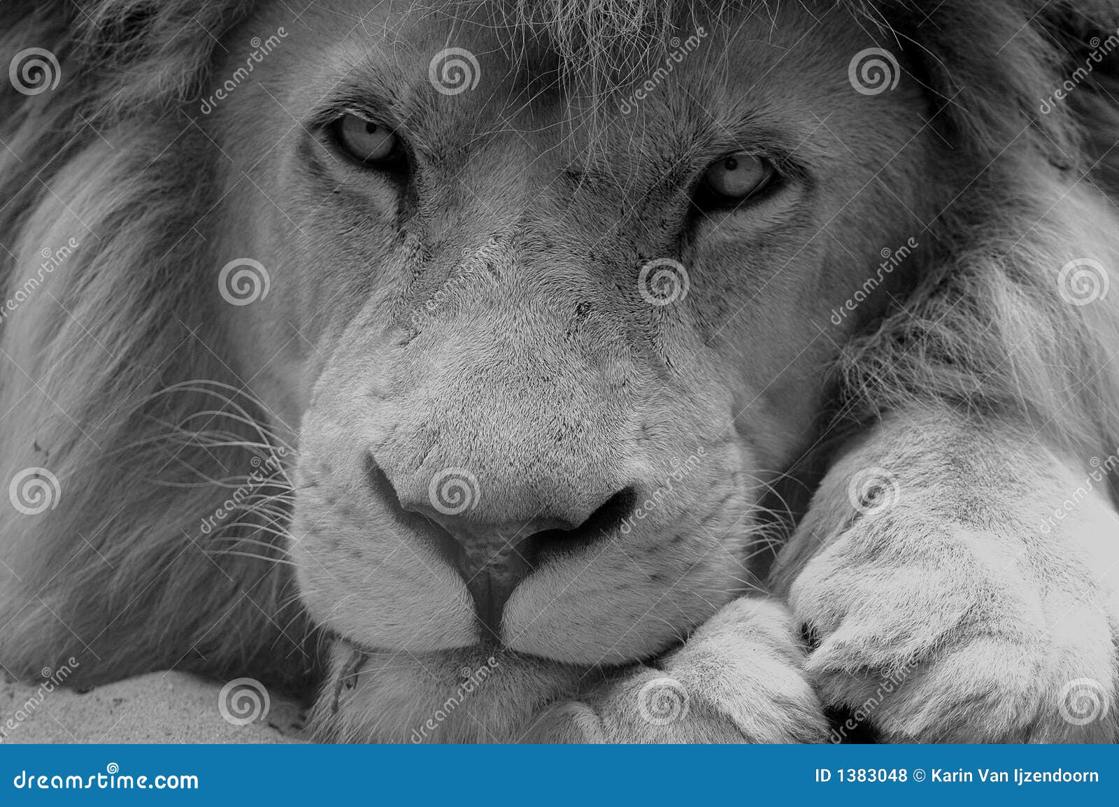 Czarny lew white zdjęcie stock. Obraz złożonej z drapieżnik - 1383048
