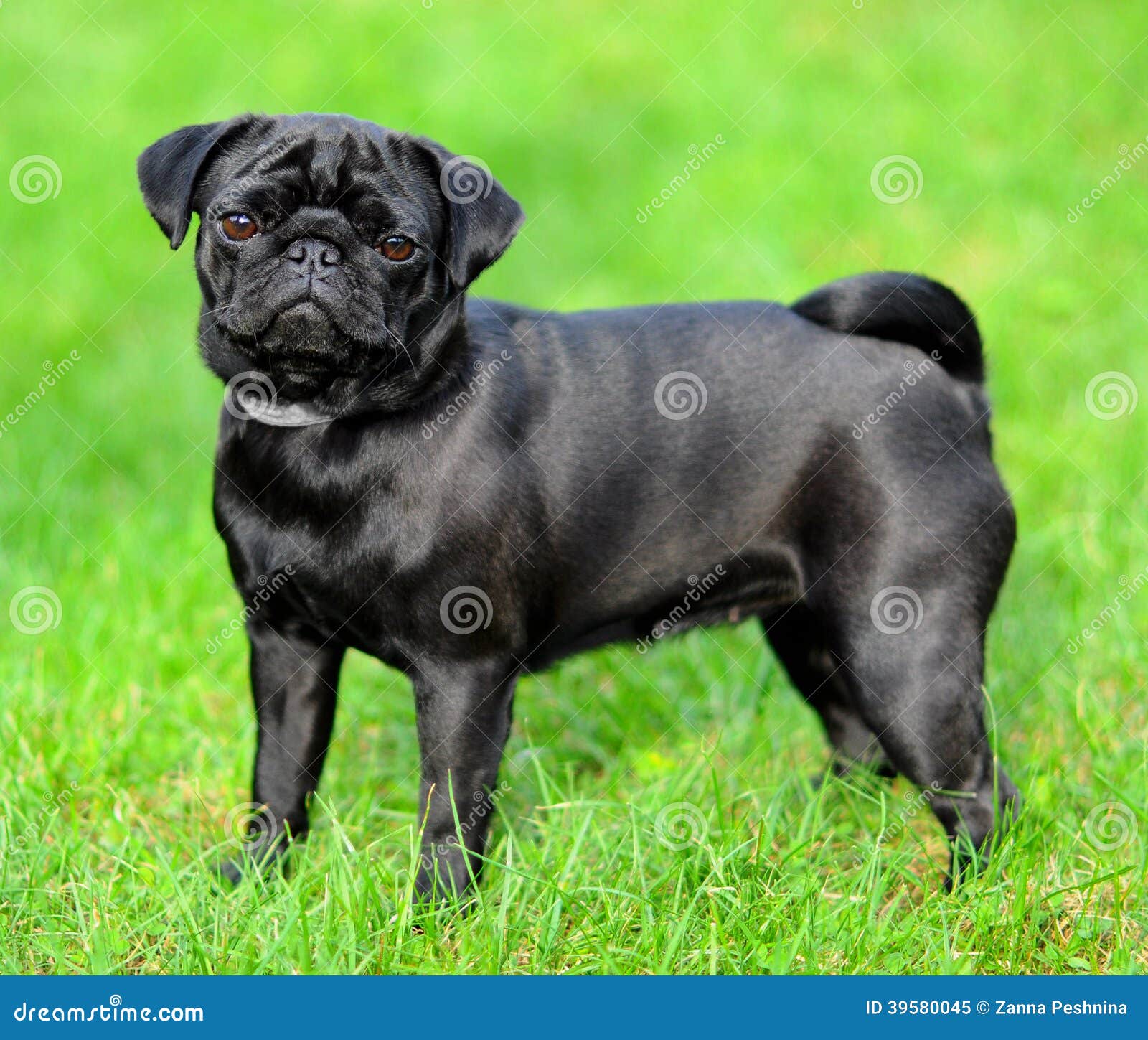 Czarny mops obraz stock. Obraz złożonej z oczy, szczeniak - 39580045