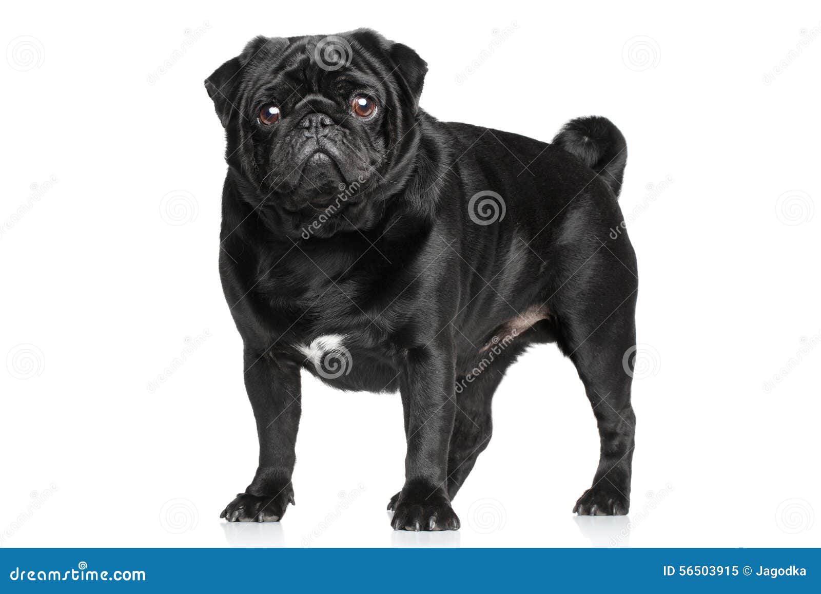 Czarny mops na bielu obraz stock. Obraz złożonej z szczeniak - 56503915