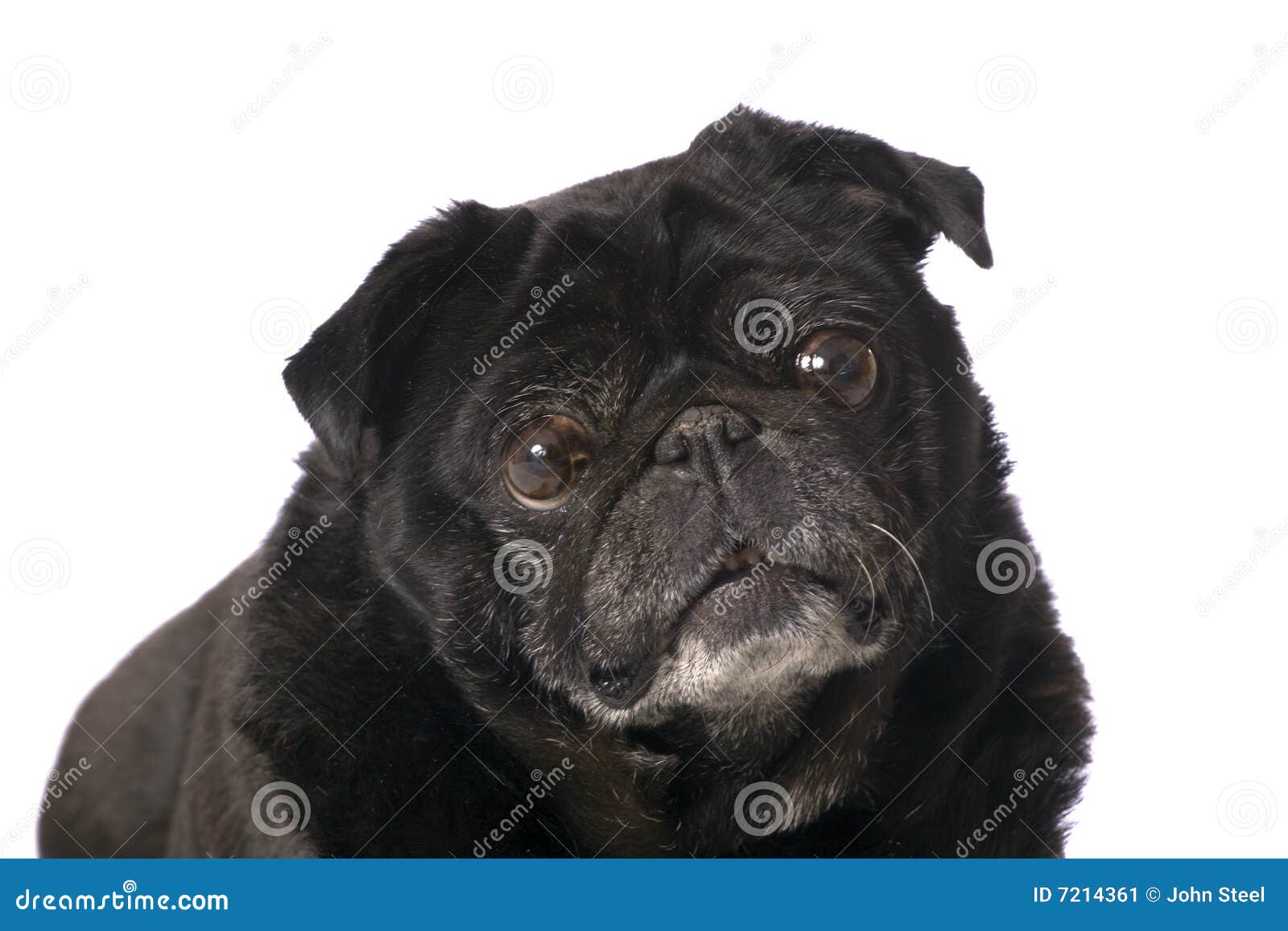 Czarny portreta mops obraz stock. Obraz złożonej z portret - 7214361