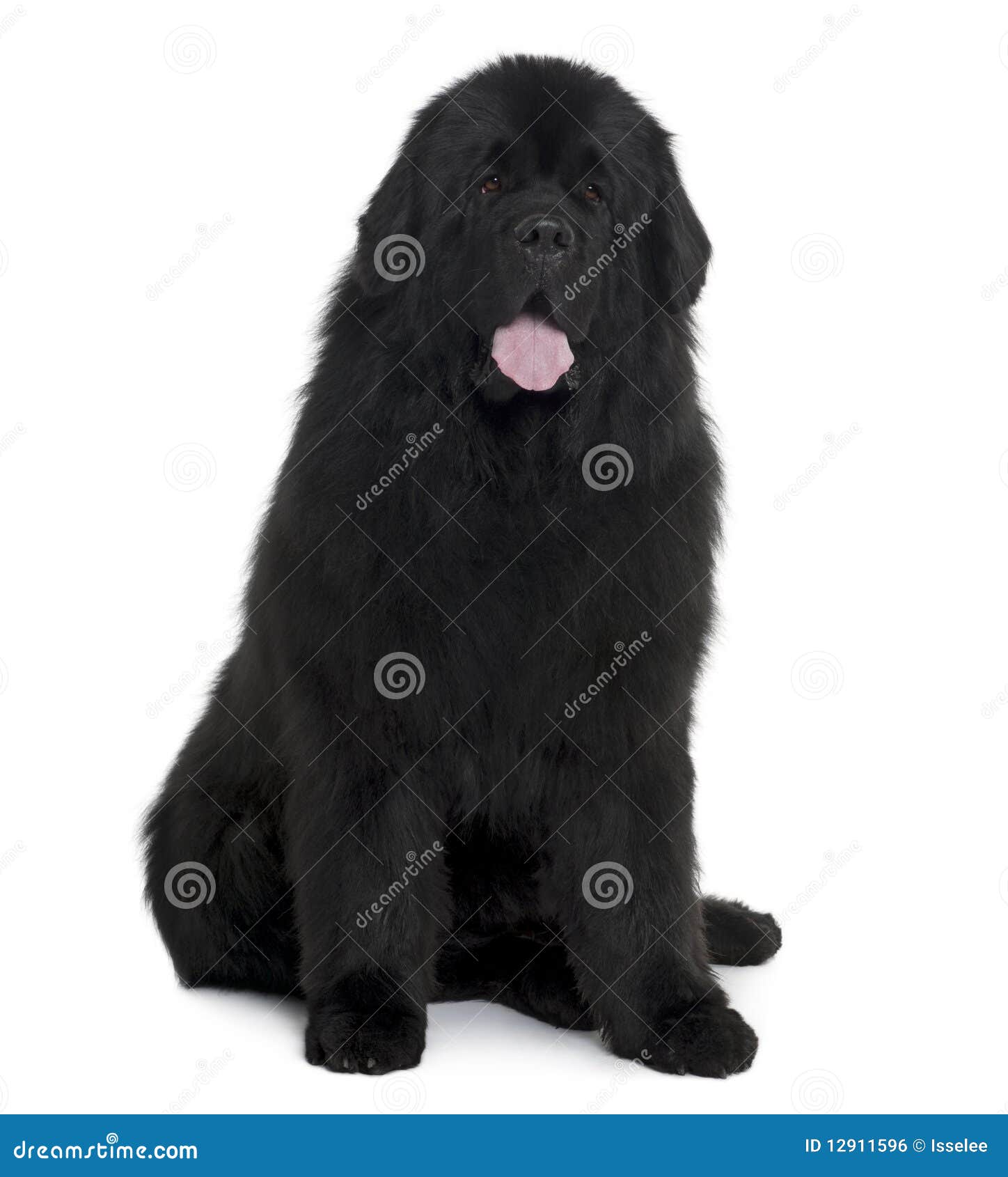 Czarny Psa Newfoundland Target2127_0_ Target2128_1_ Zdjęcie Stock - Obraz złożonej z kamera ...