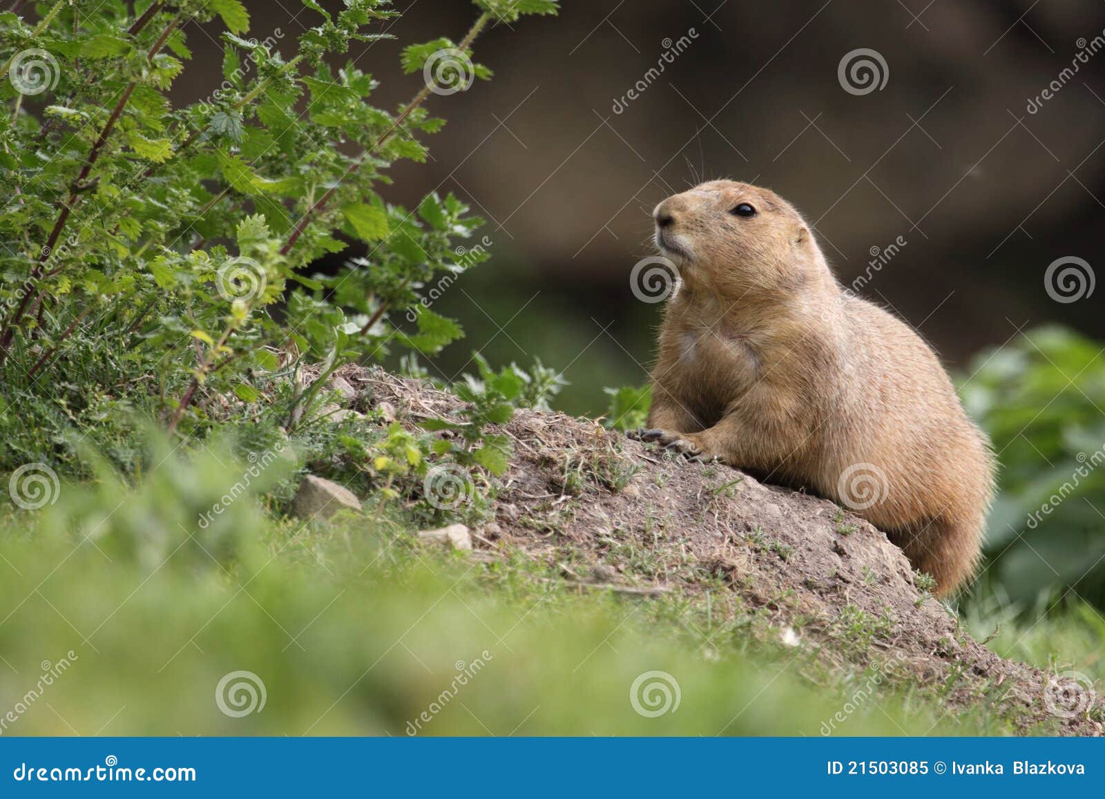 Czarny Psa Preria Ogoniasta Obraz Stock - Obraz złożonej z czerń ...