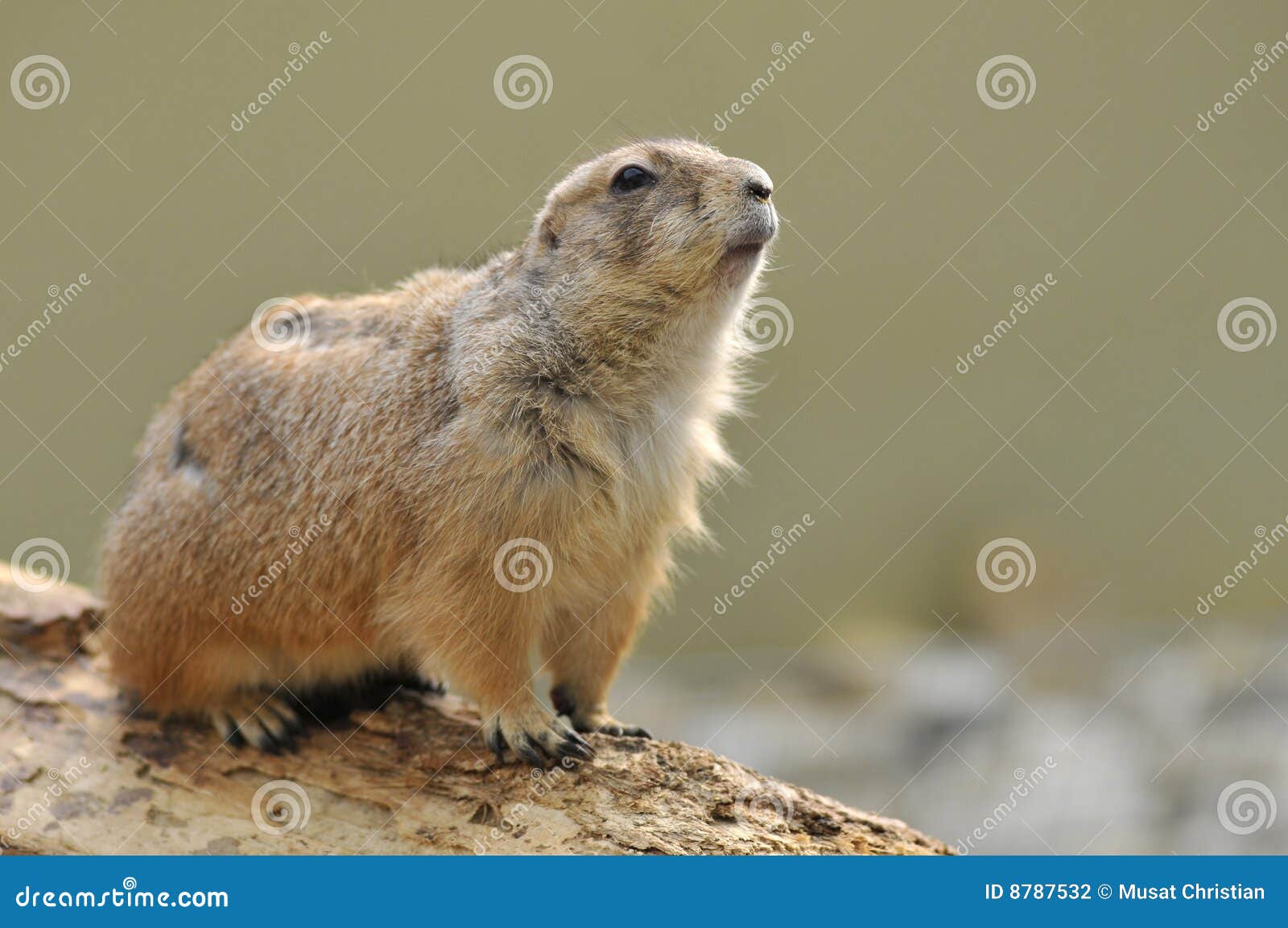 Czarny Psa Preria Ogoniasta Zdjęcie Stock - Obraz złożonej z ssak, pies ...