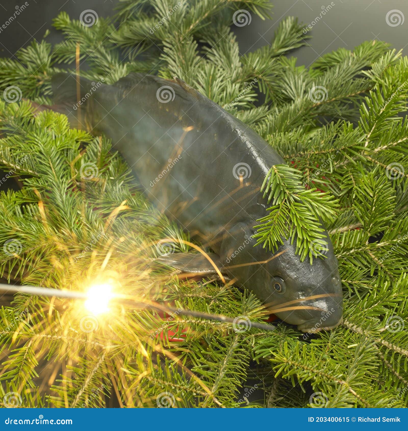 Czech Christmas Tradition Christmas Carp Stock Image - Image of ...
