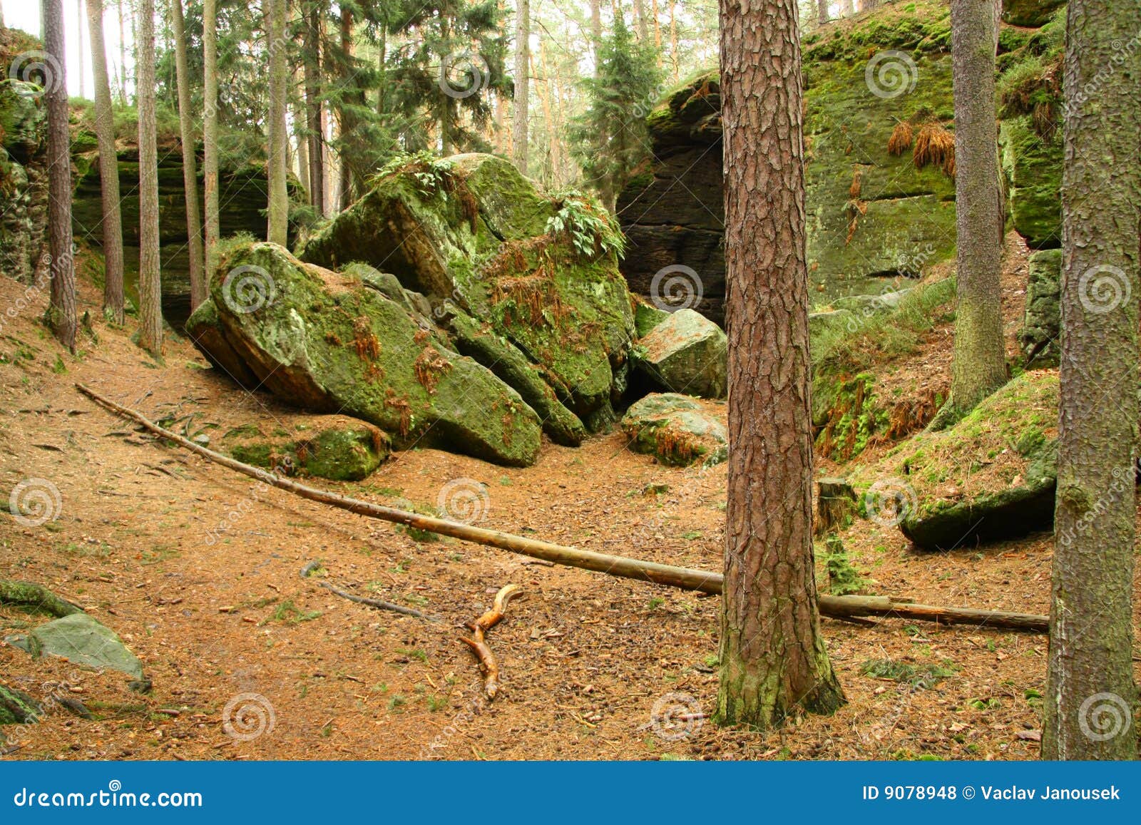 Czech forest stock photo. Image of clouds, climbing, natural - 9078948