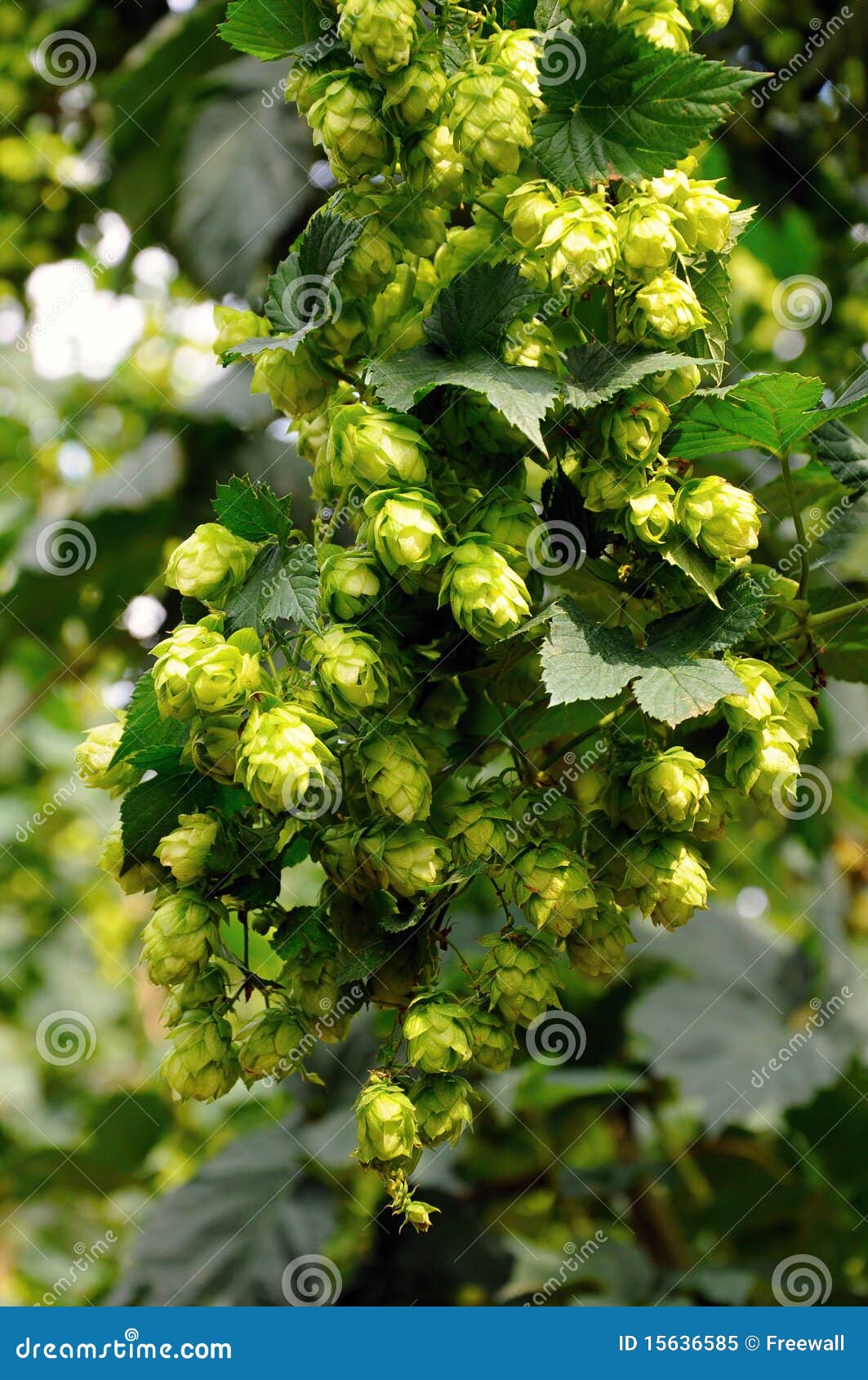 Czech hops stock image. Image of plants, pils, hops, beer - 15636585