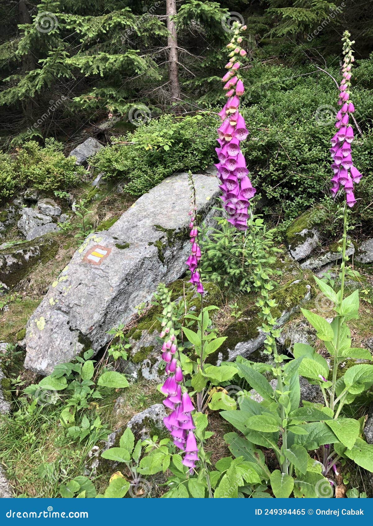 Flowers in Czech nature stock image. Image of flower - 249394465