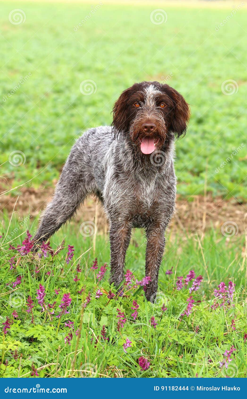 Czech pointer in flowers stock photo. Image of predator - 91182444