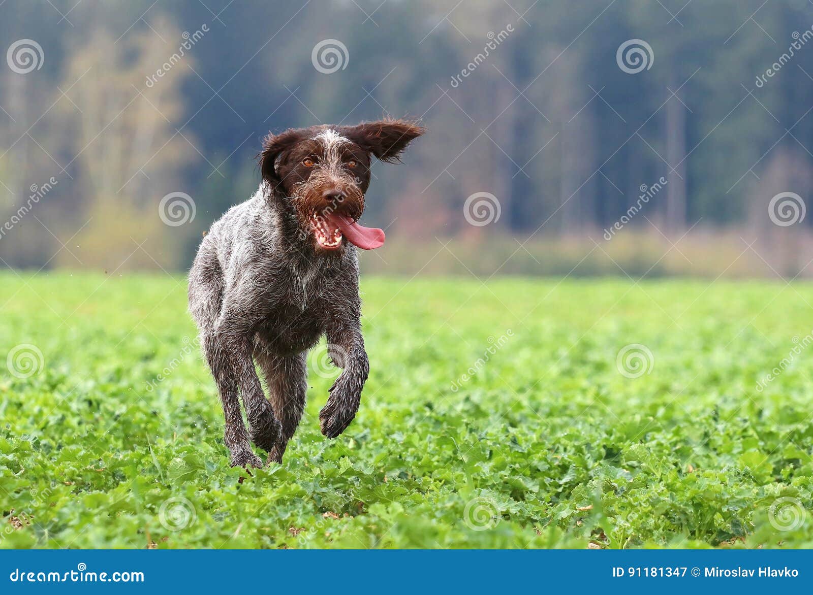 Czech Pointer Dog/ Eight - Week Puppy Of Hunter Dog Named Cesky Fousek ...